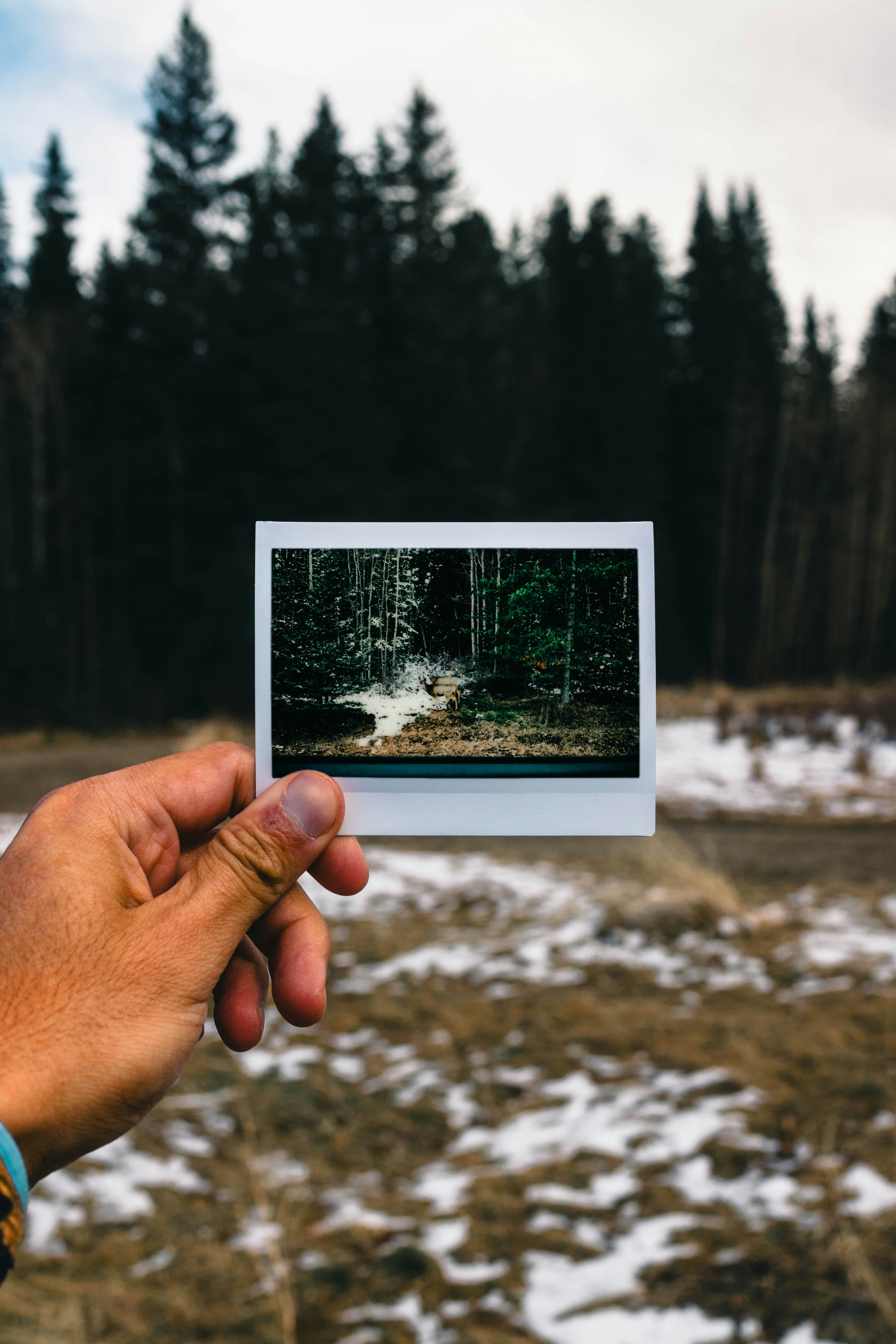 A Pocket Window into Winter: Forest Scene Held Close