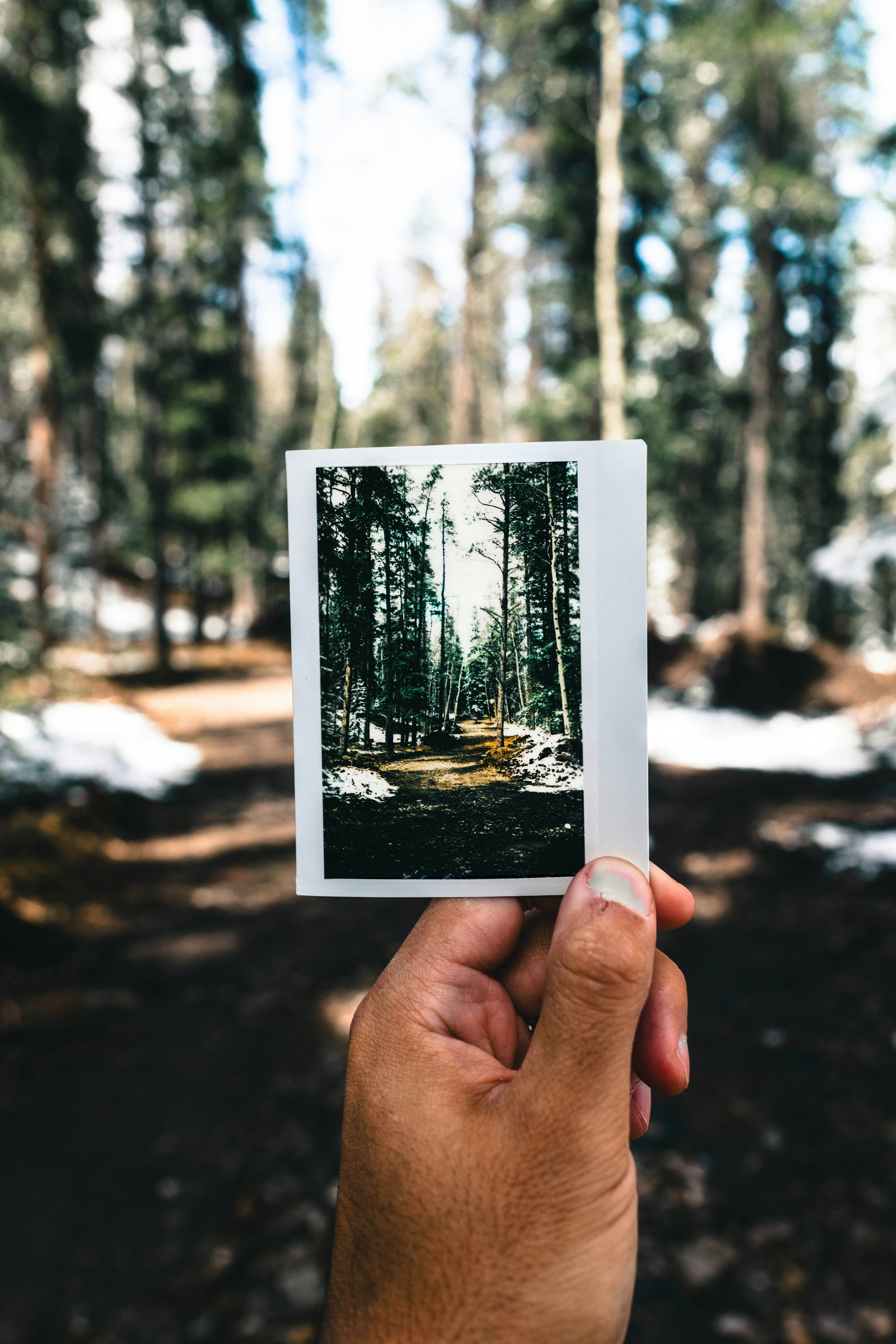 Polaroid of a Forest Within a Forest