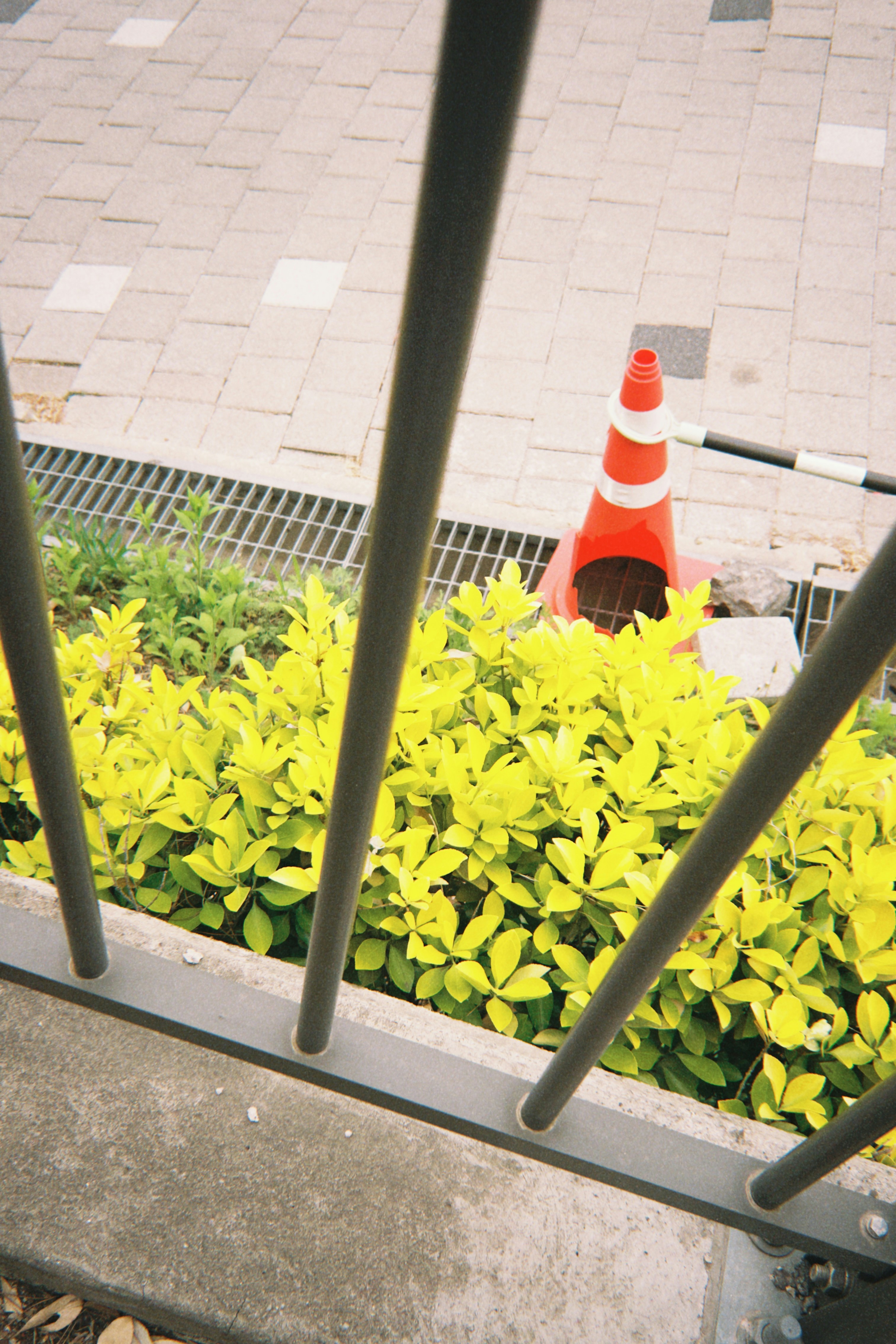 Yellow hedge framed by iron bars with an orange cone in the background