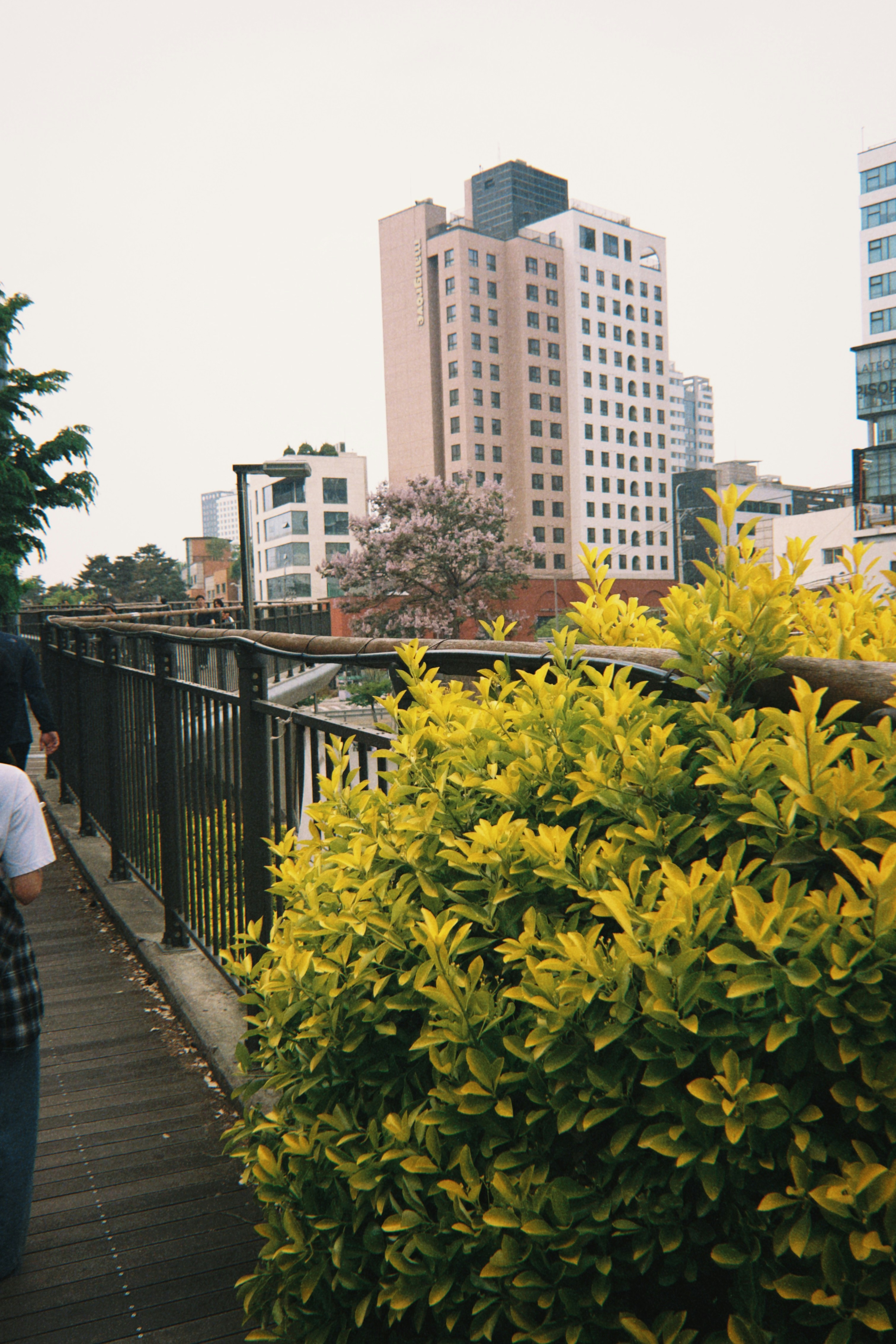Cityscape Corridor: A sidewalk with bright hedge and distant office towers