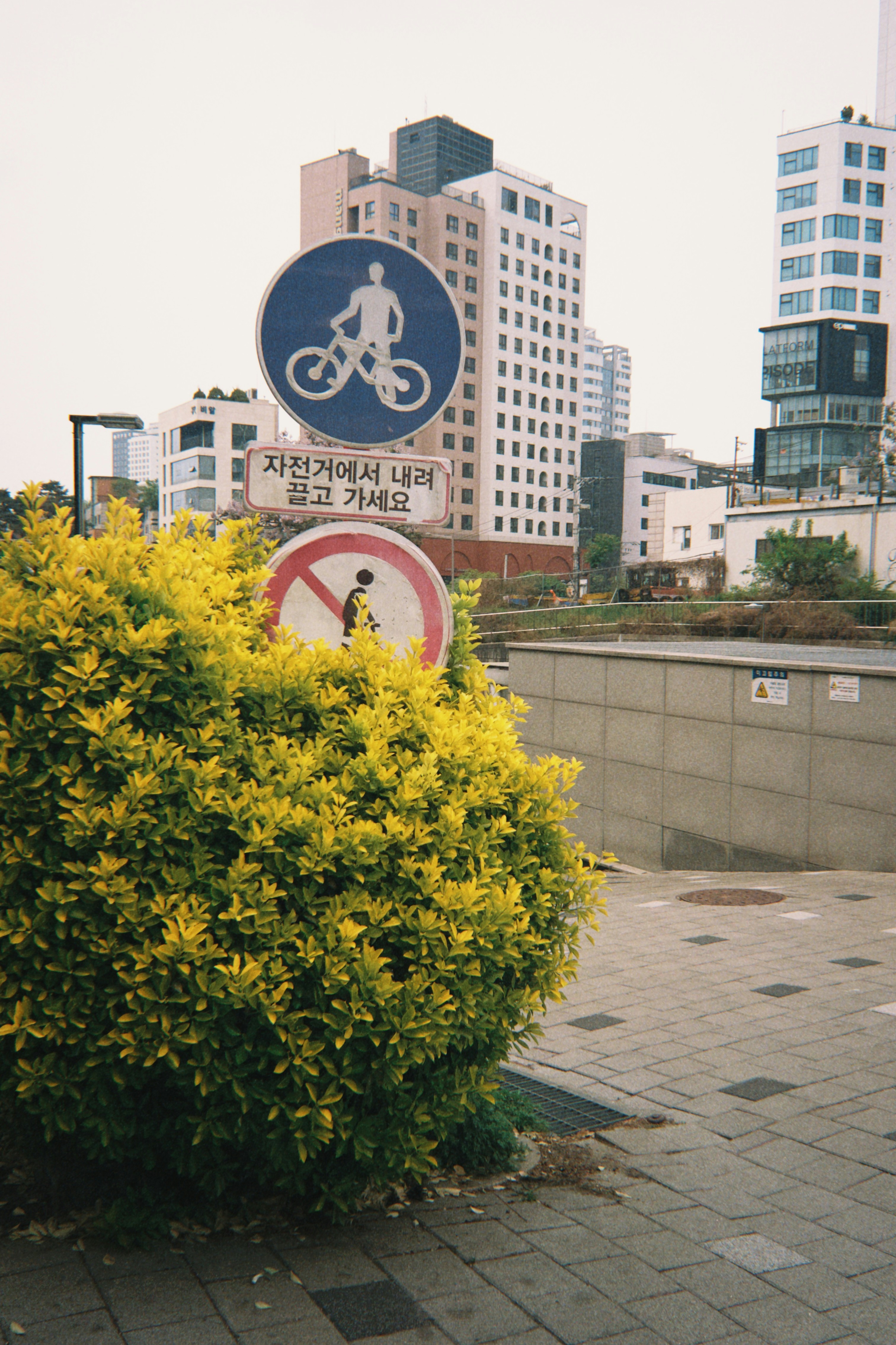 Signage in the Urban Corridor: Bright Bush and Cityscape