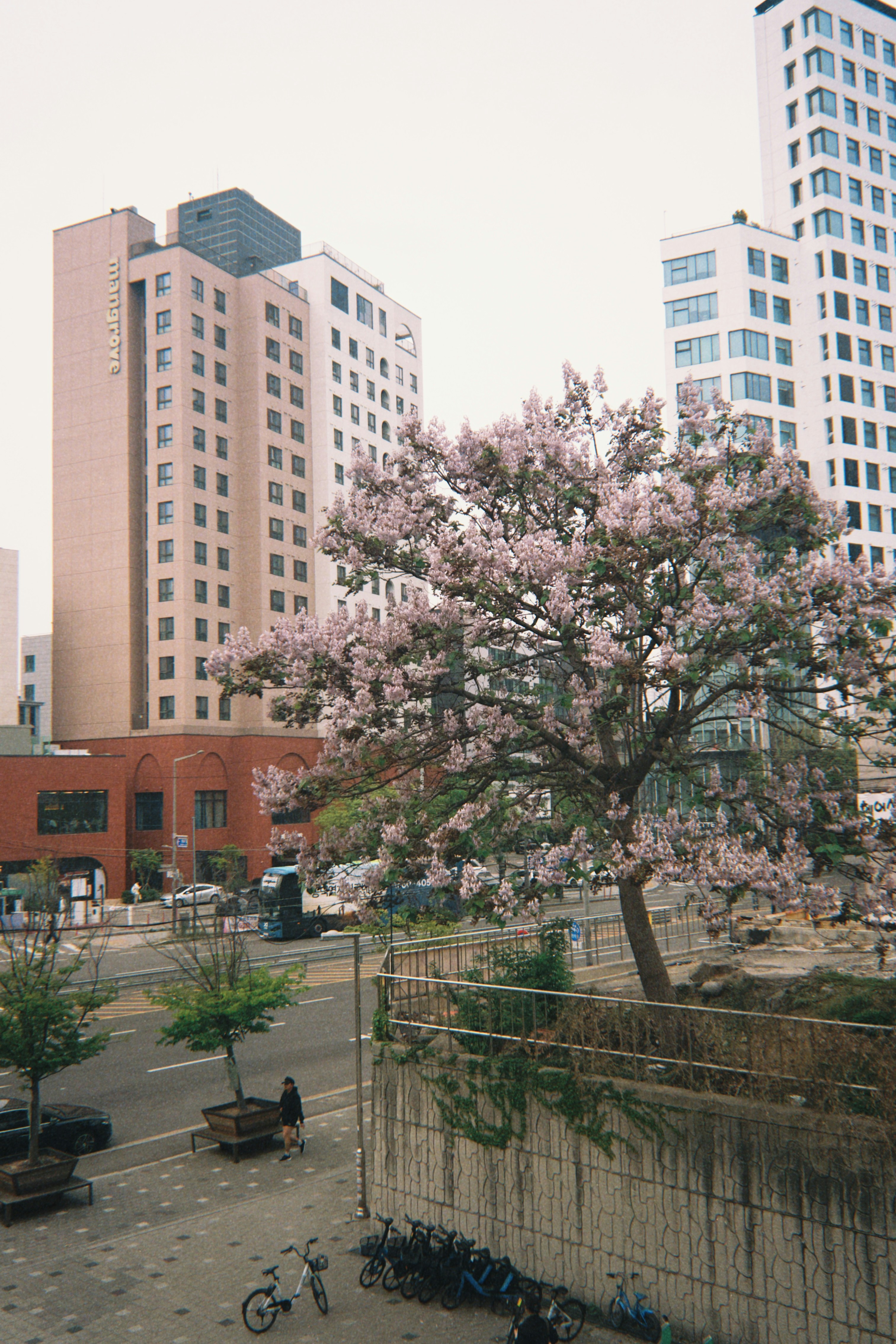 Blossoms in the Urban Canyon