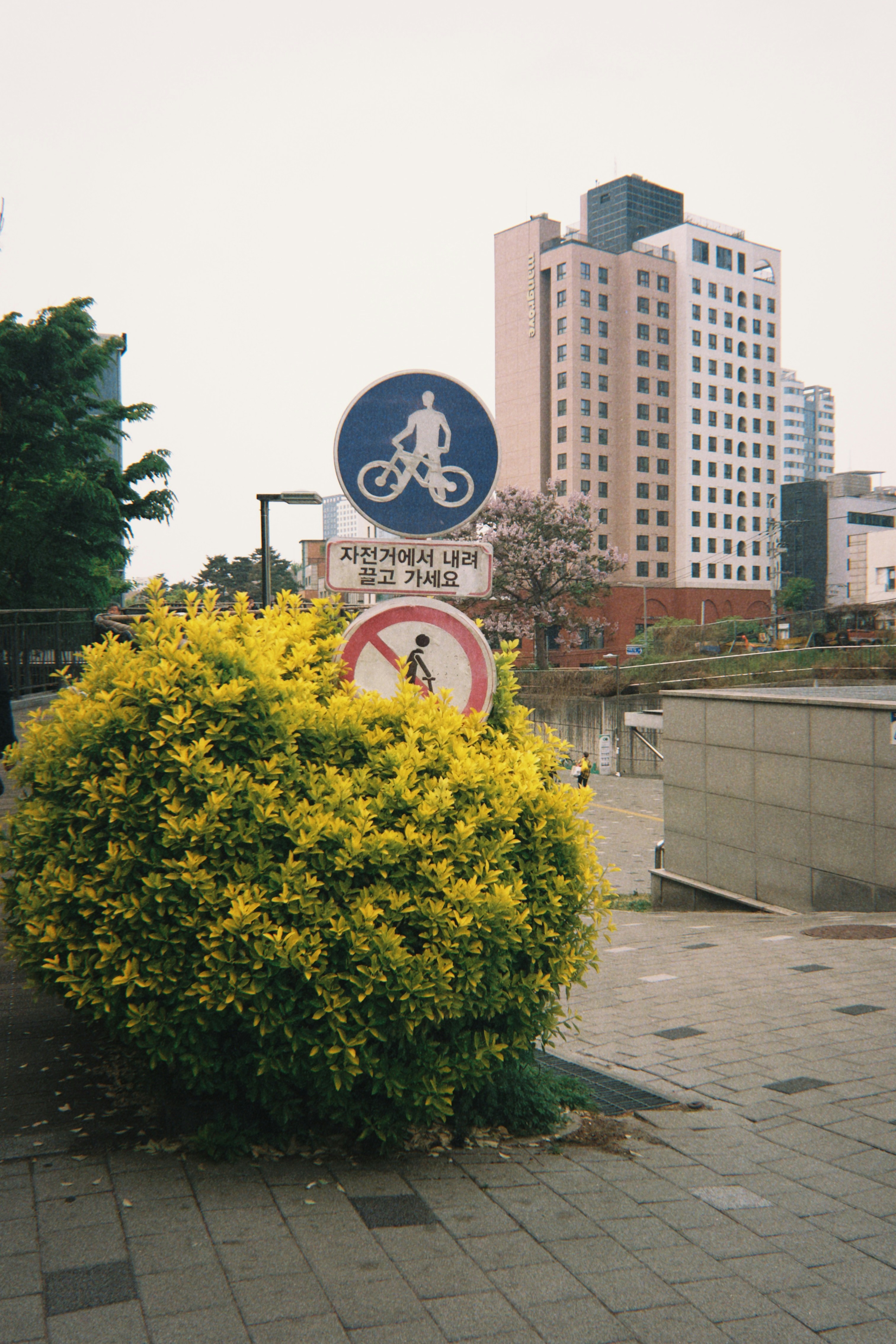 Urban Signage and Yarrow in the City Light