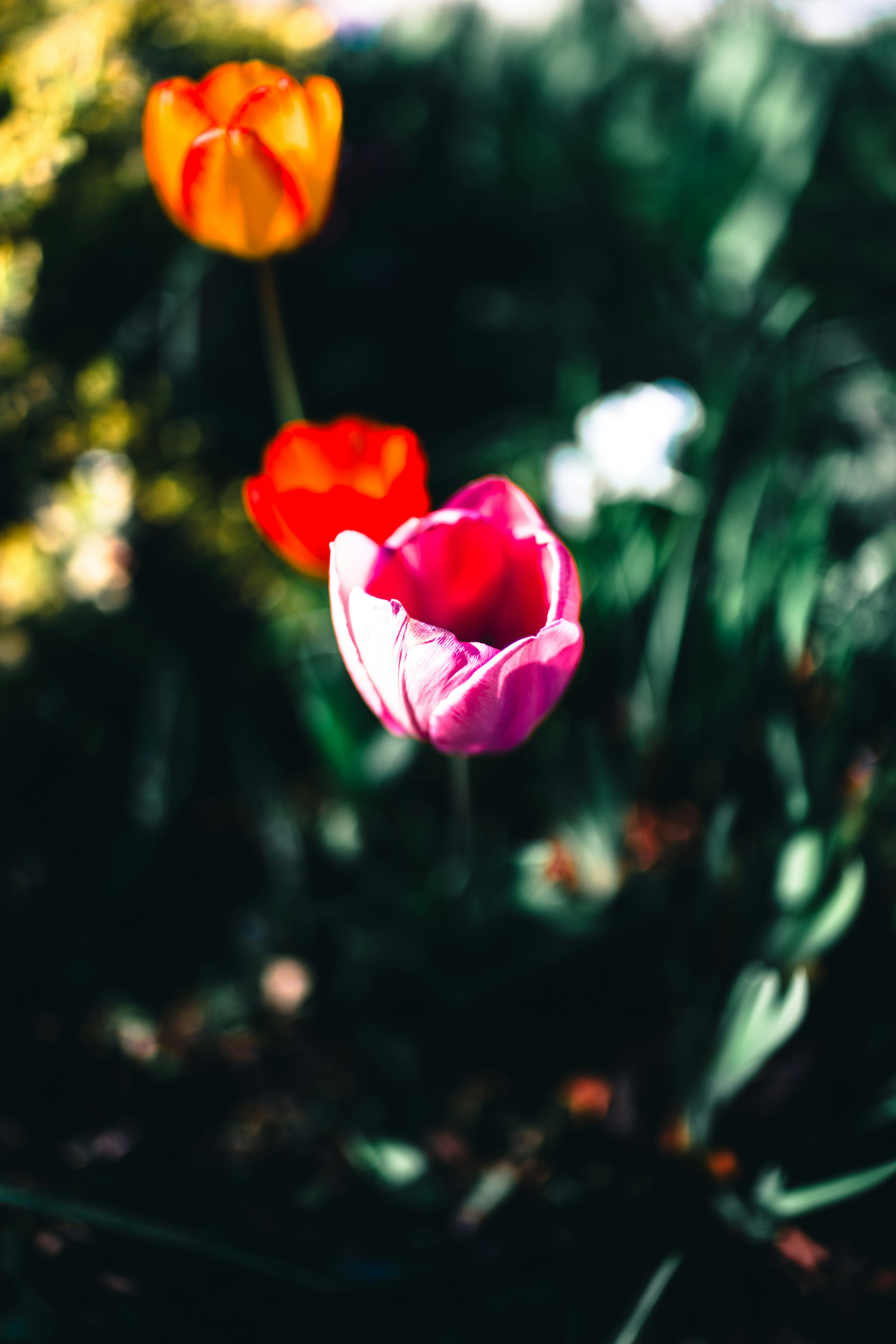Pink Tulip in the Spotlight of a Blurred Dream Garden