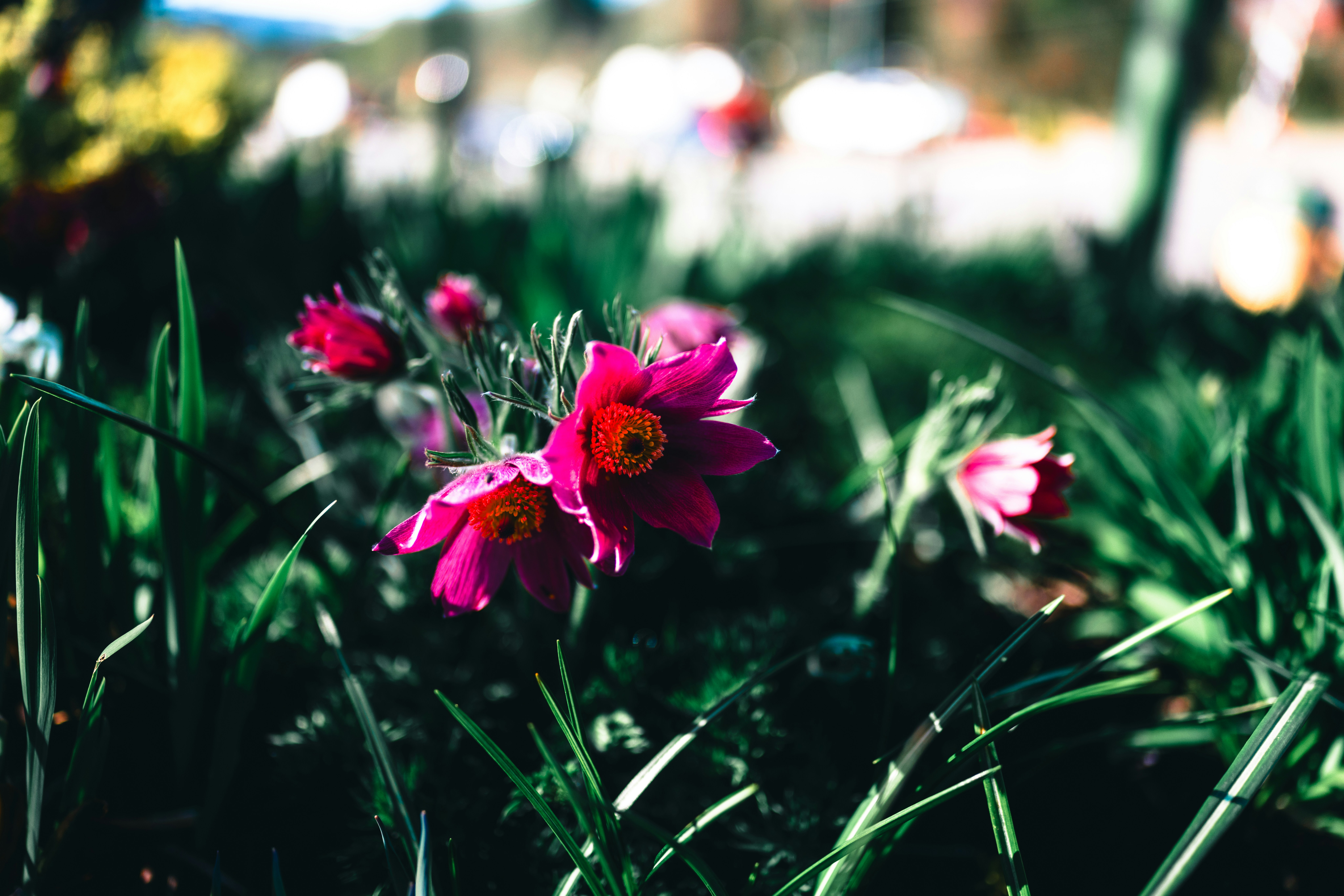 Pink Bloom Surrounded by Grass: A Quiet Garden Moment