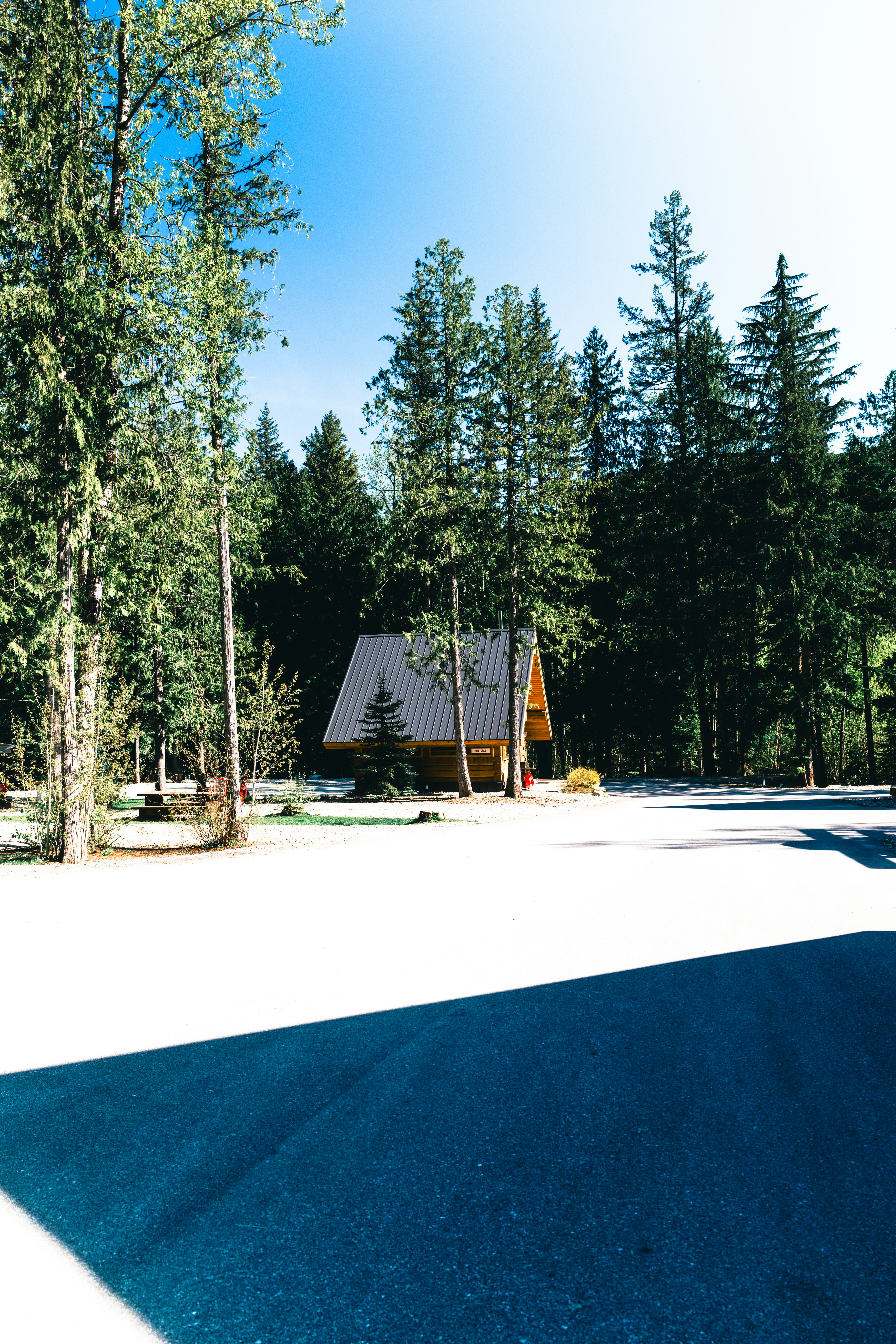 Woodland Shelter Between Pines