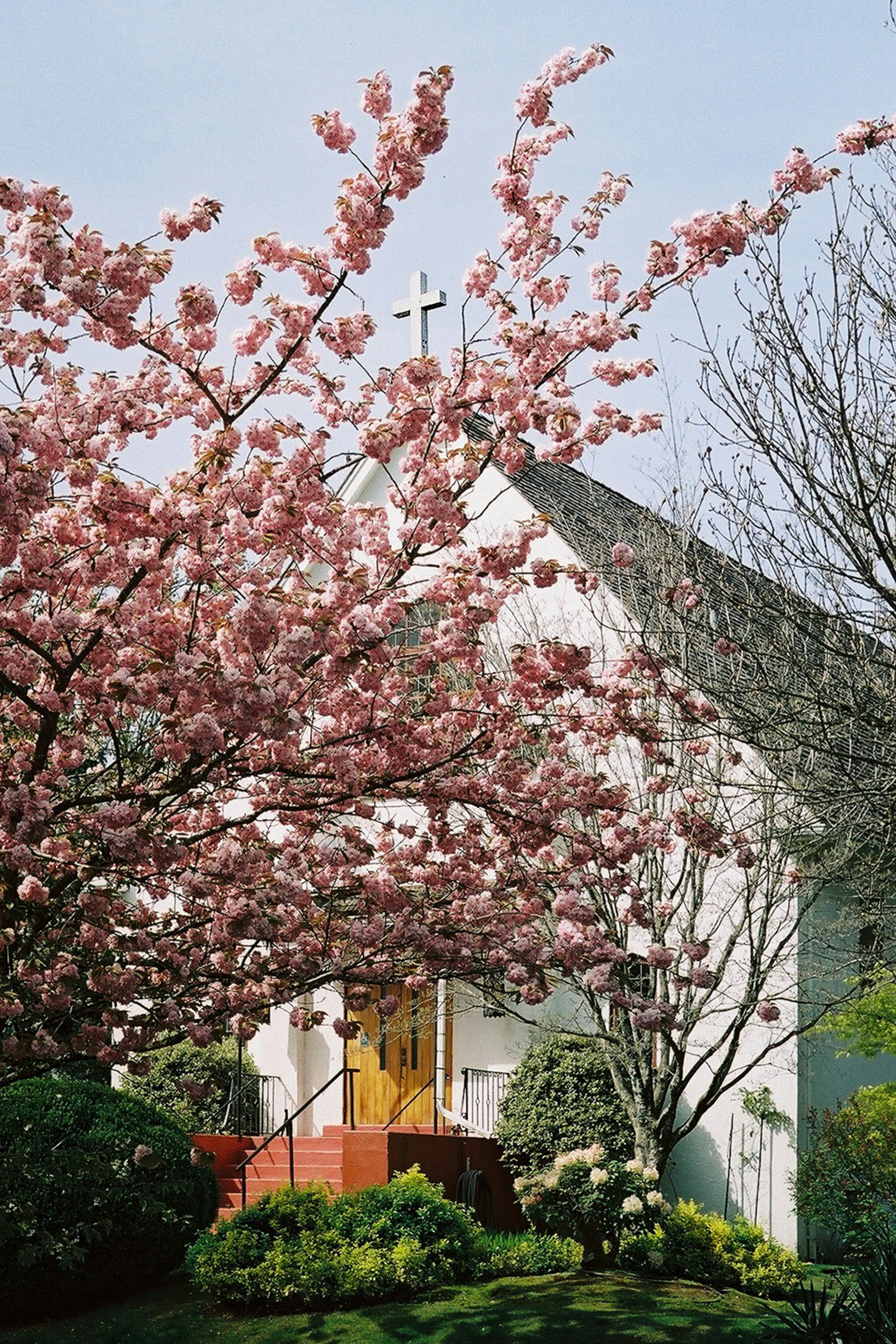 Blossoms Framing a Quiet Church