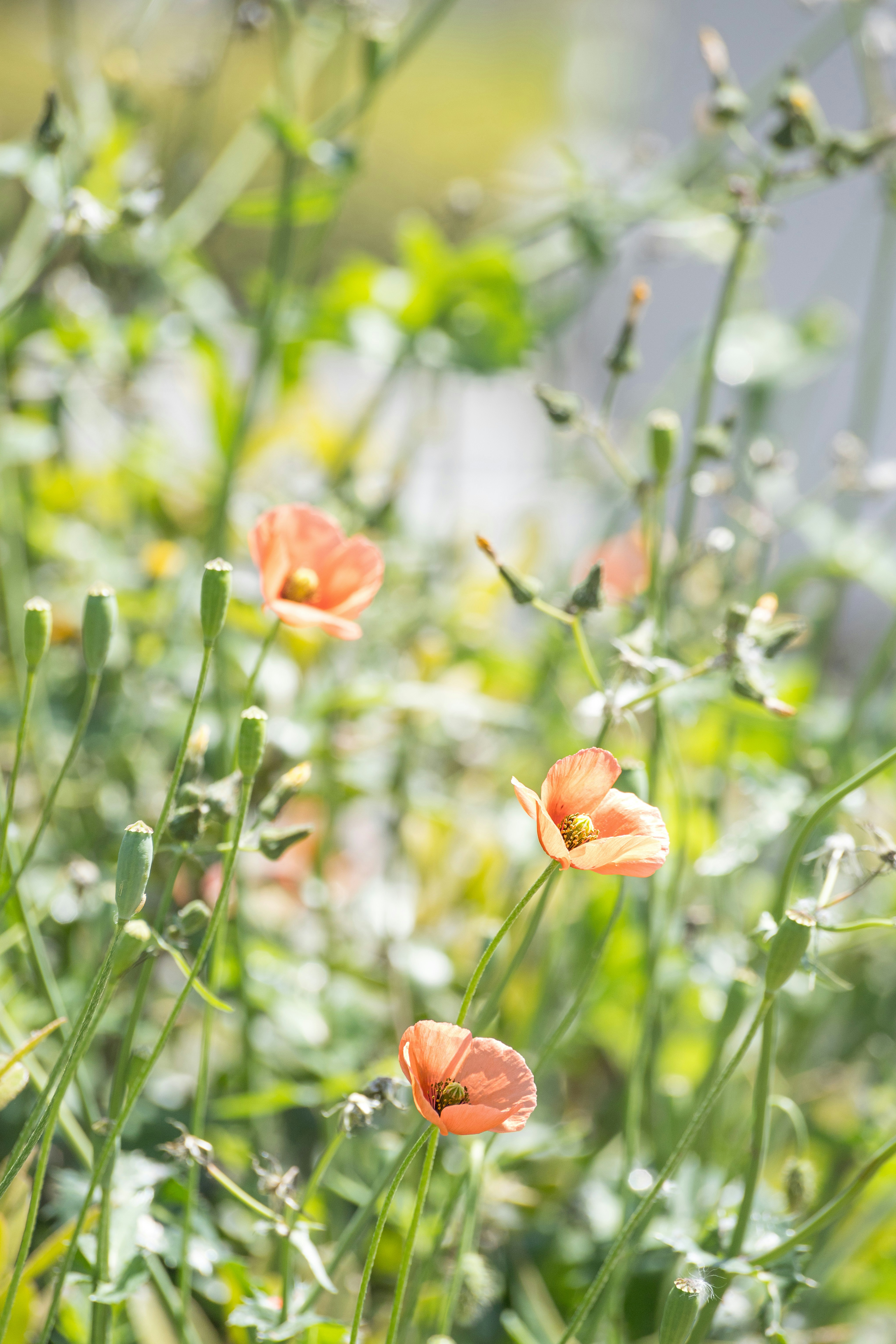 Blossoms in Soft Focus: Coral Poppies Amid Greenery