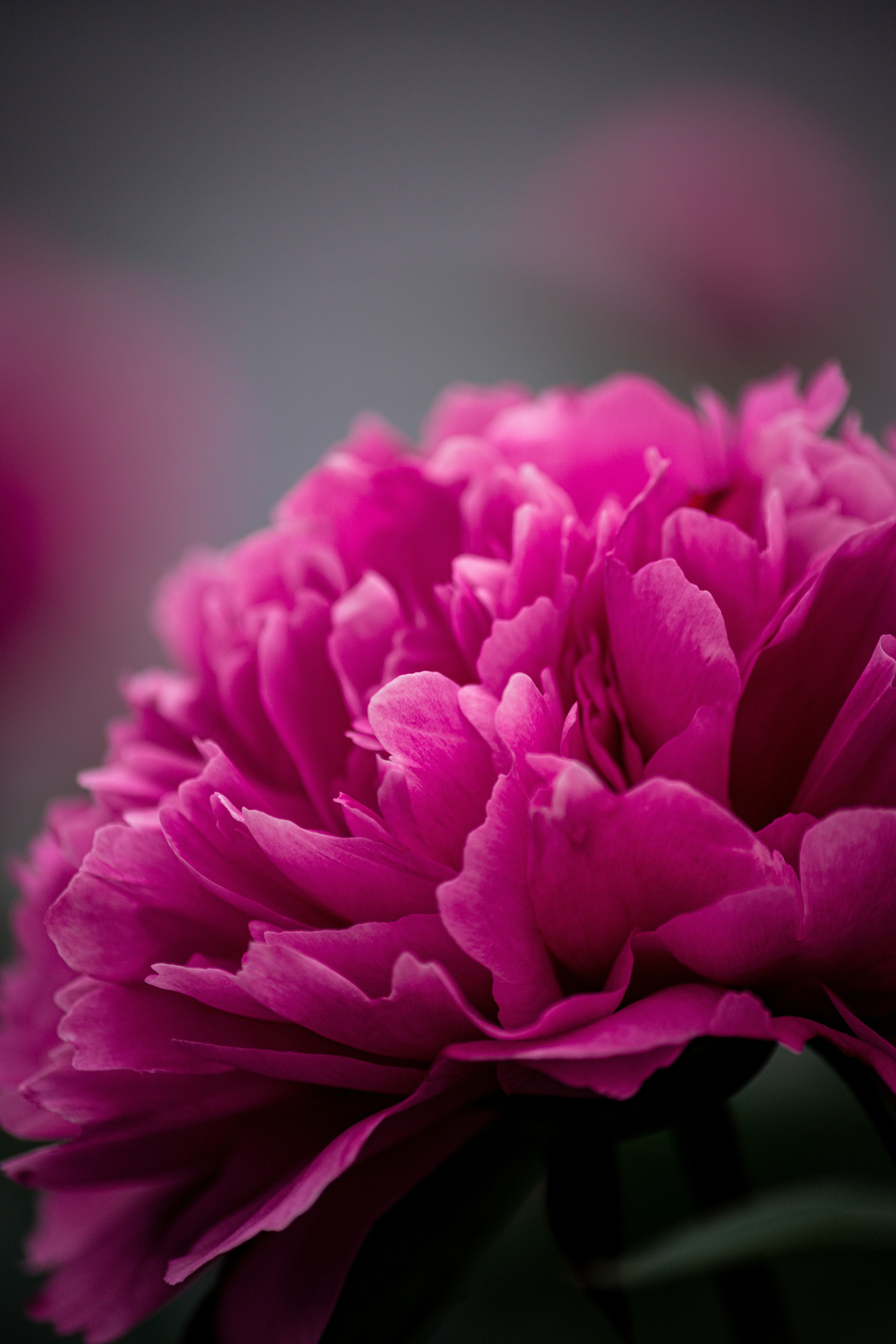 Crimson Petals: A Close-Up Bloom in Velvet Silence