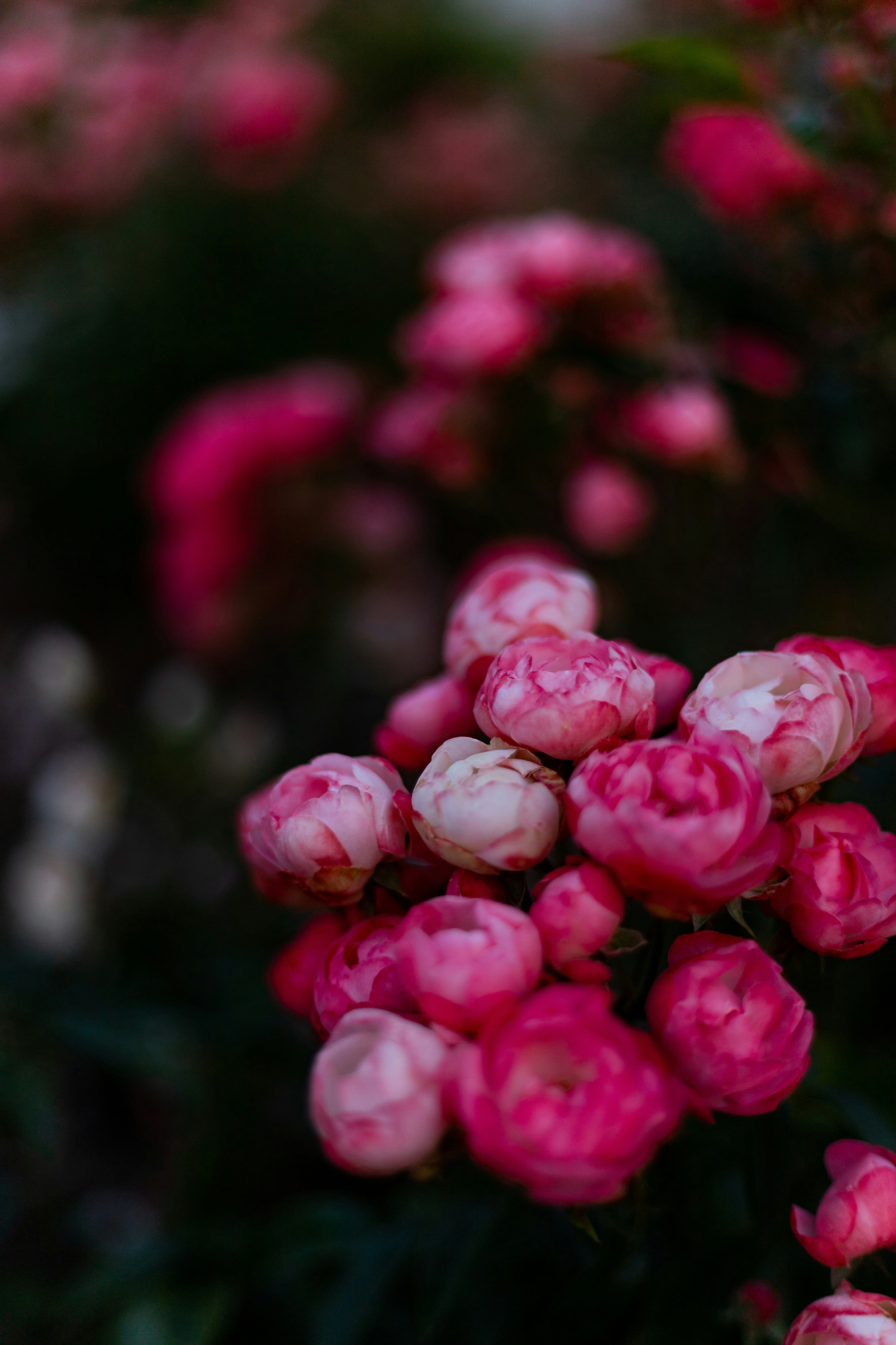 Blurred Pink Peony Cluster in Soft Garden Light