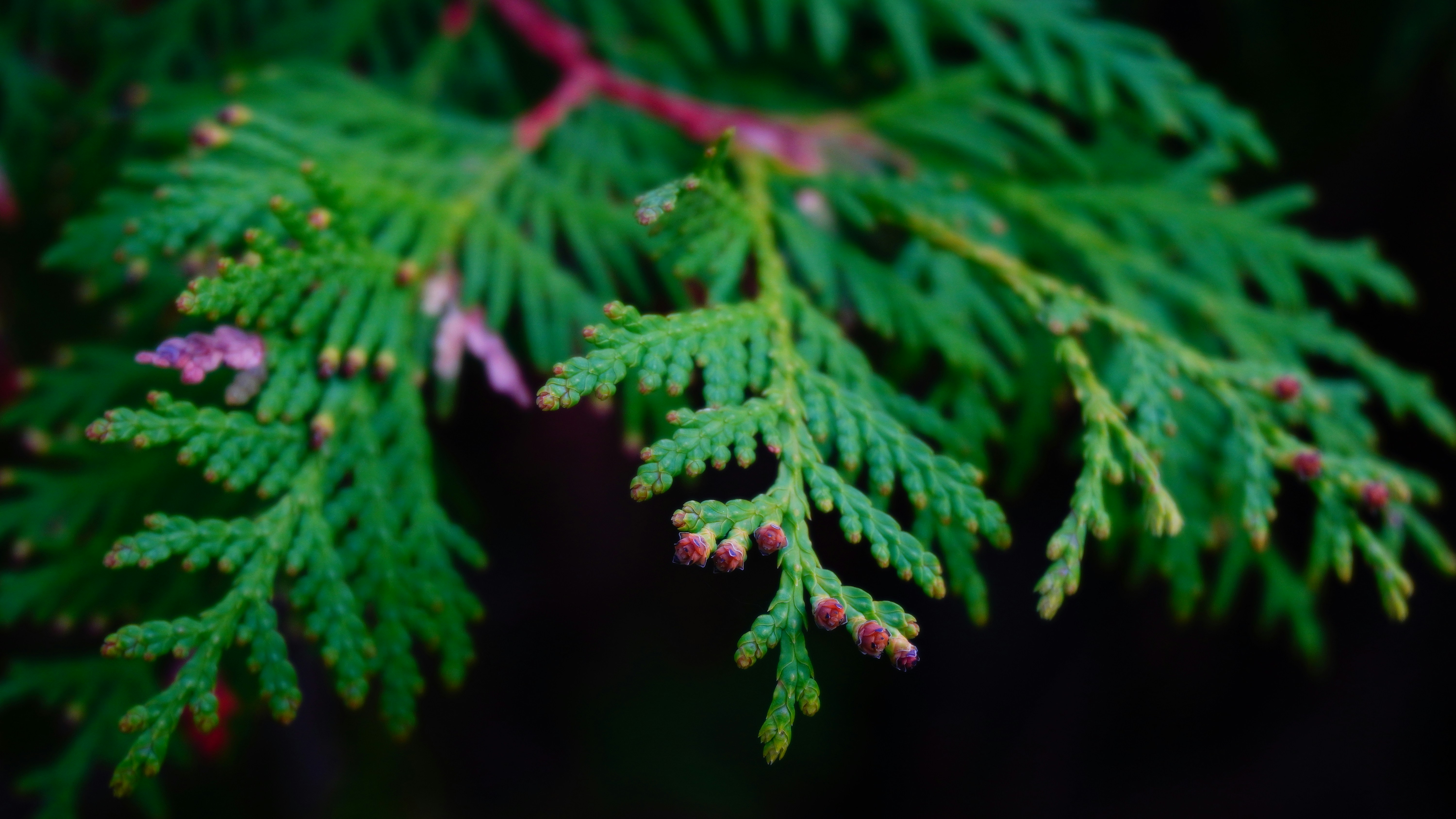 Emerald Fronds: Close-Up on Dew-Kissed Cedar Branches