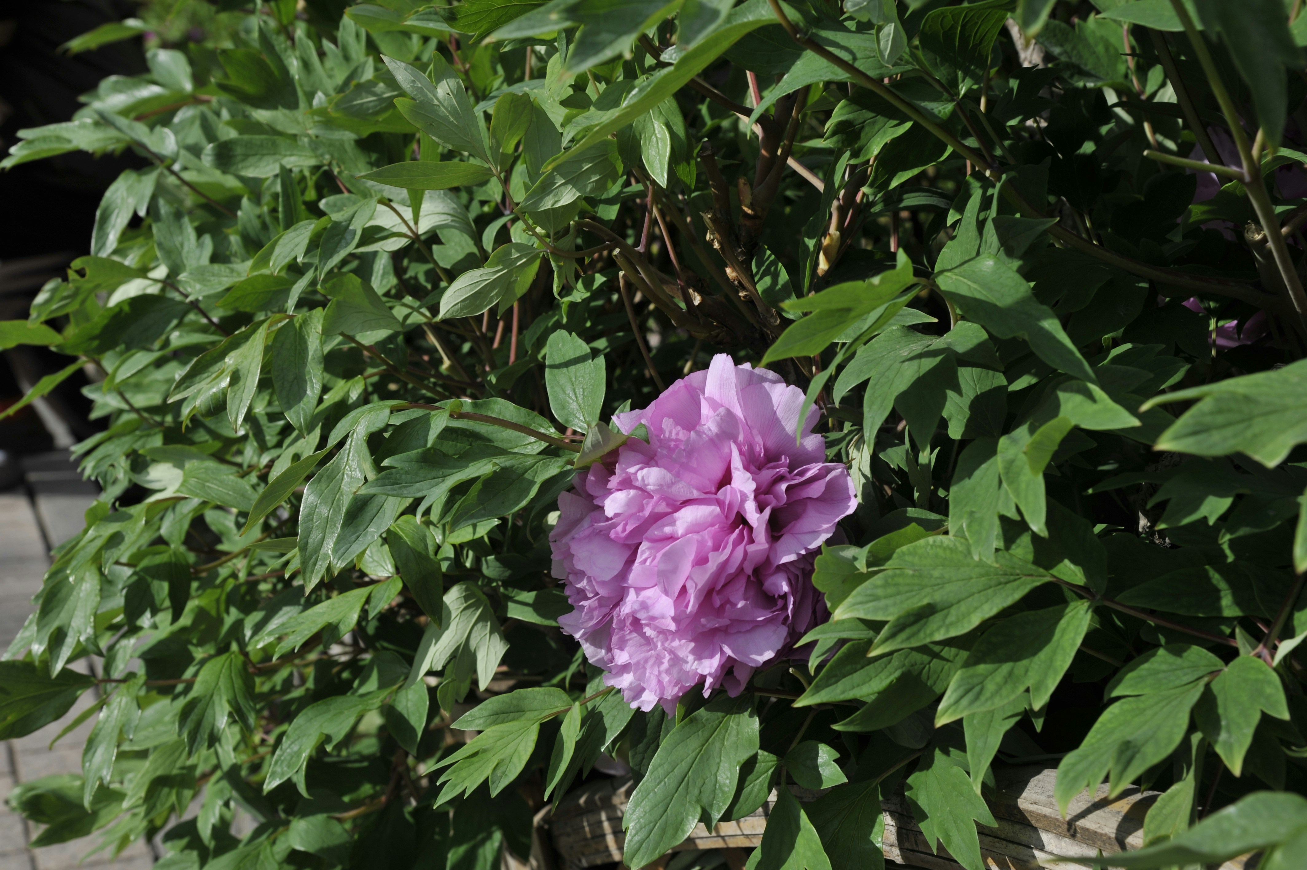 Pink Peony Standing Out Among Deep Green Leaves