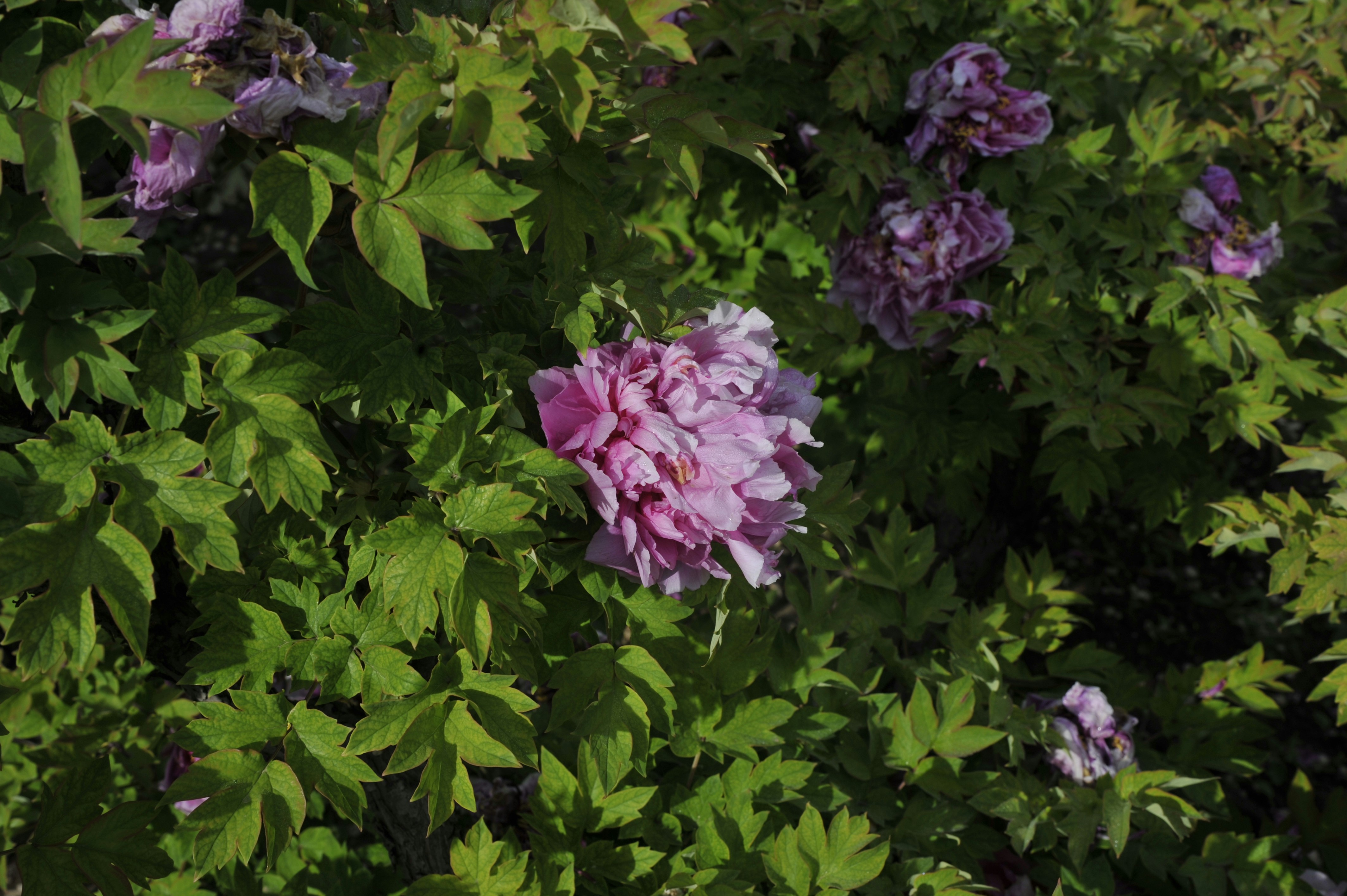 Pink Peony Impresses Between Lush Greenery
