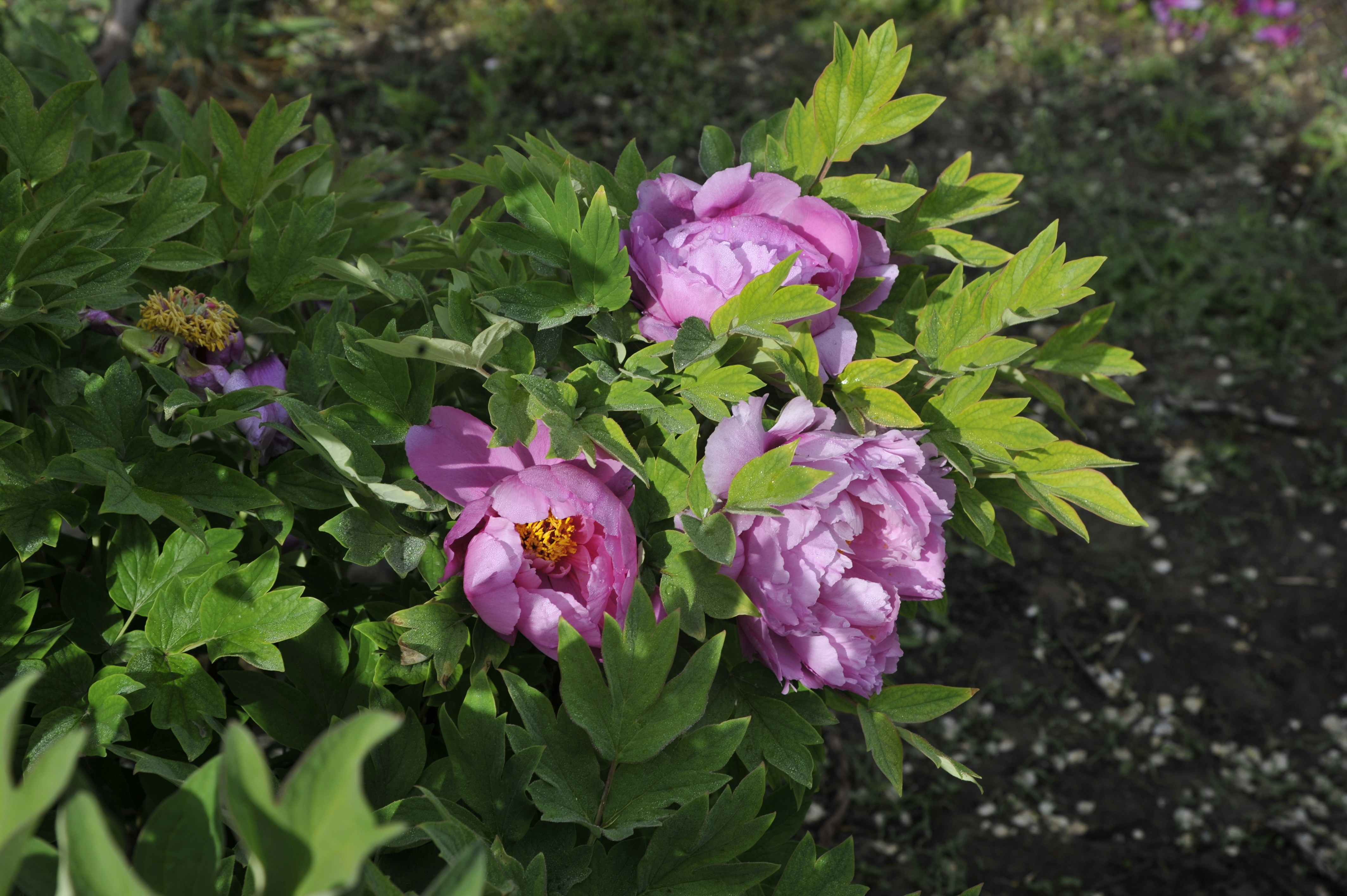 Pink Peony Burst Among Green Foliage