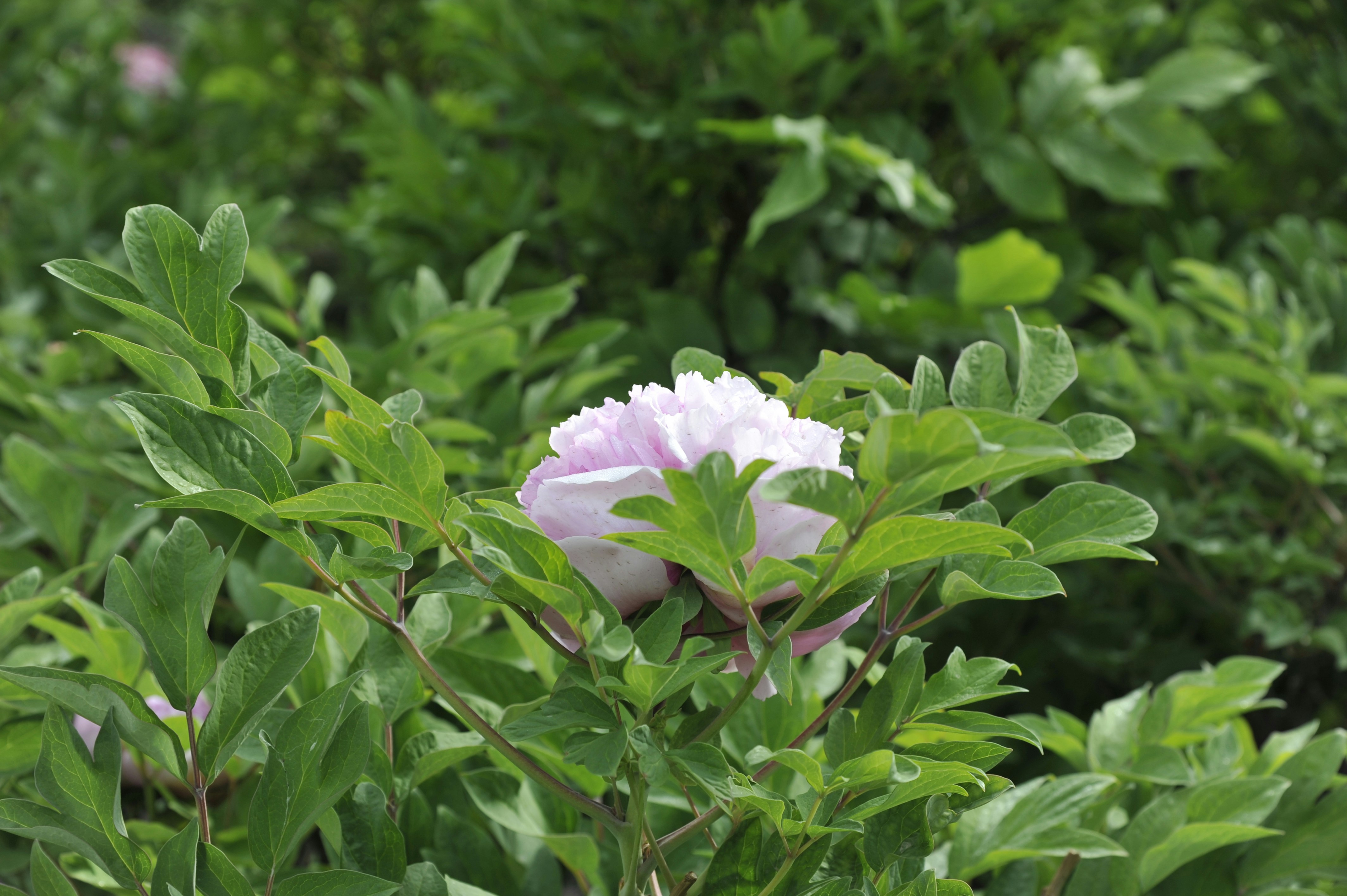 Blush Peony Emerges from Green Canopy