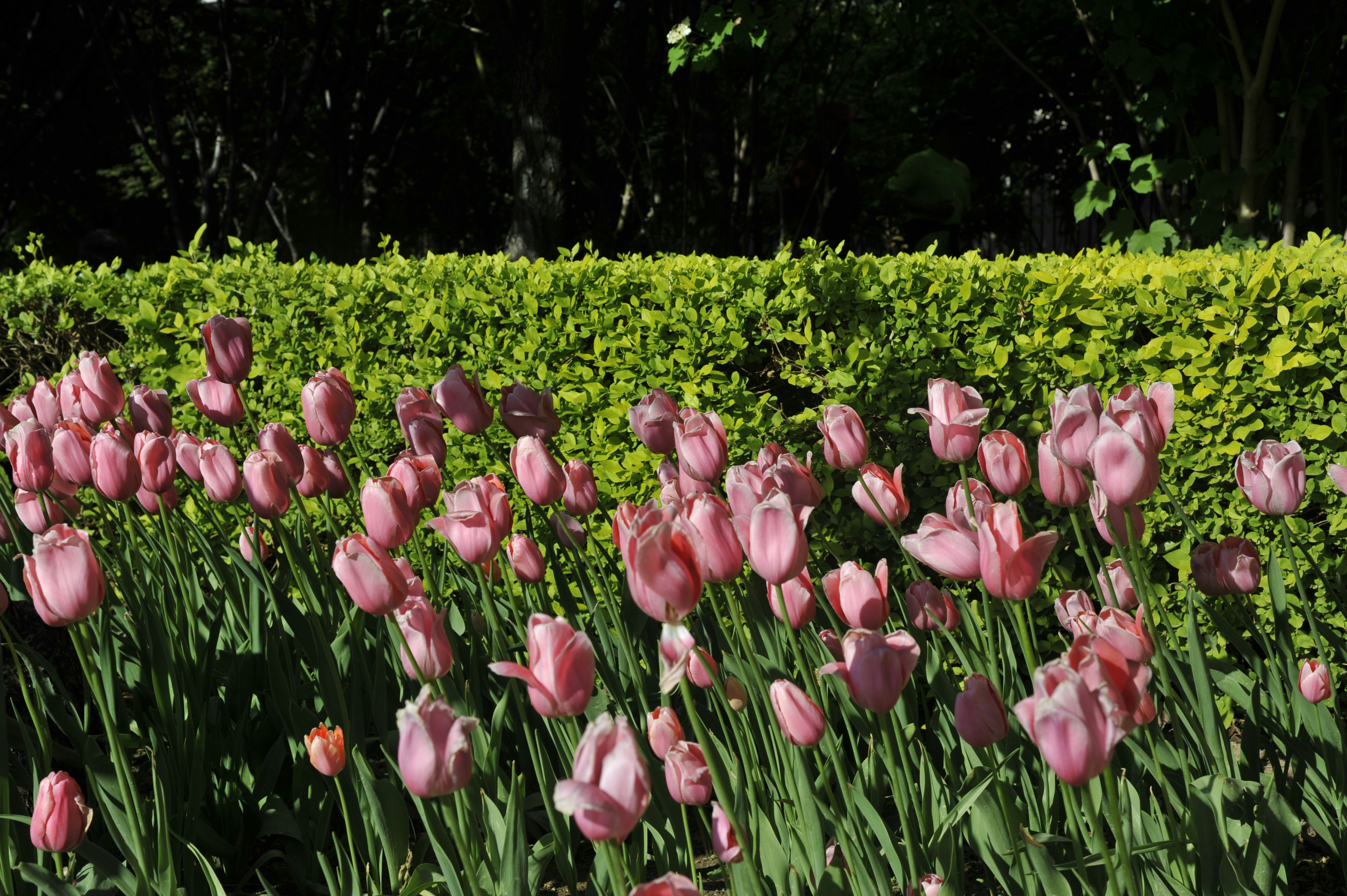 Pink Tulip Row in Sunlit Garden