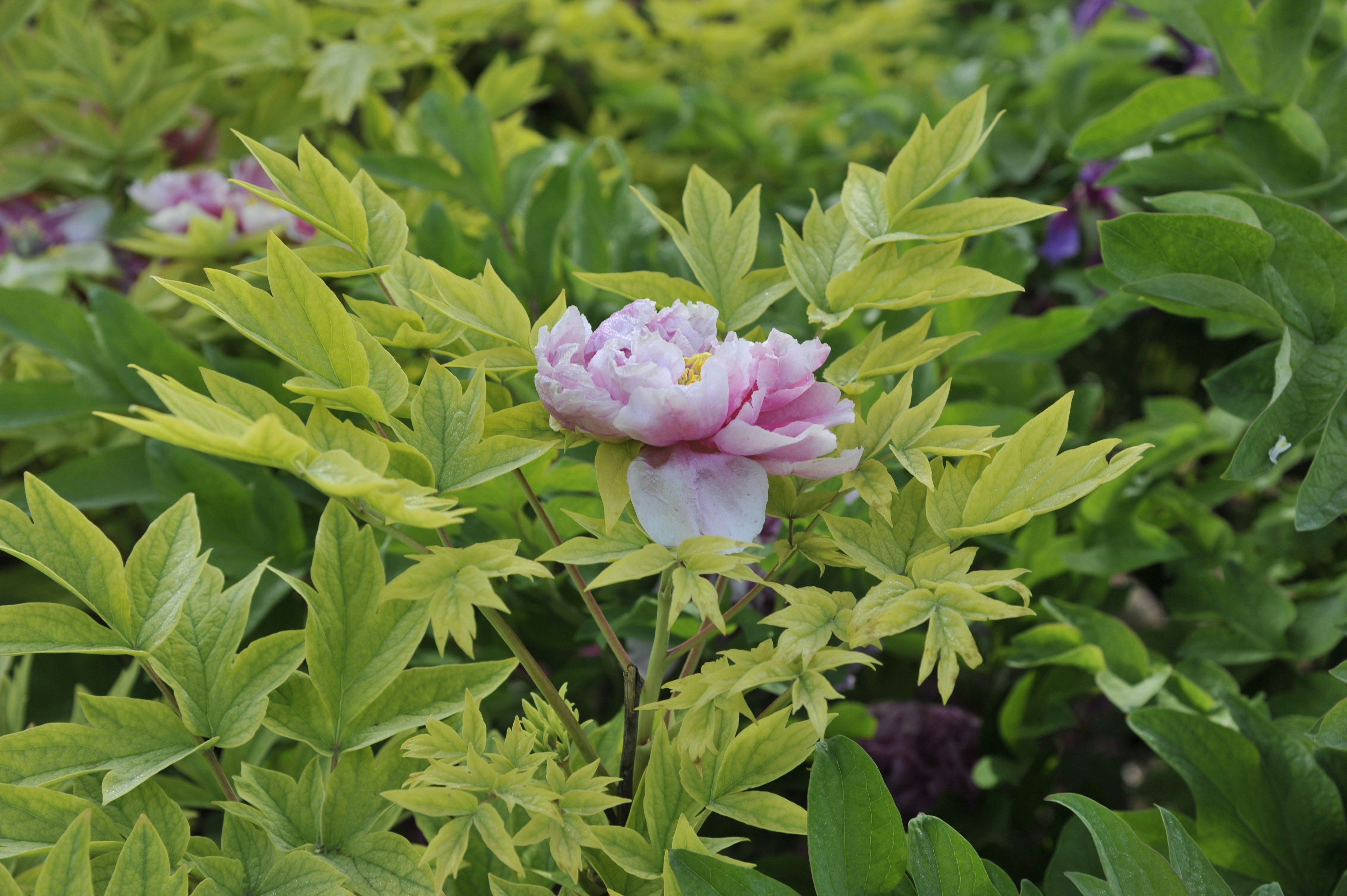 Pink Peony Nestled among Golden-tinged Leaves