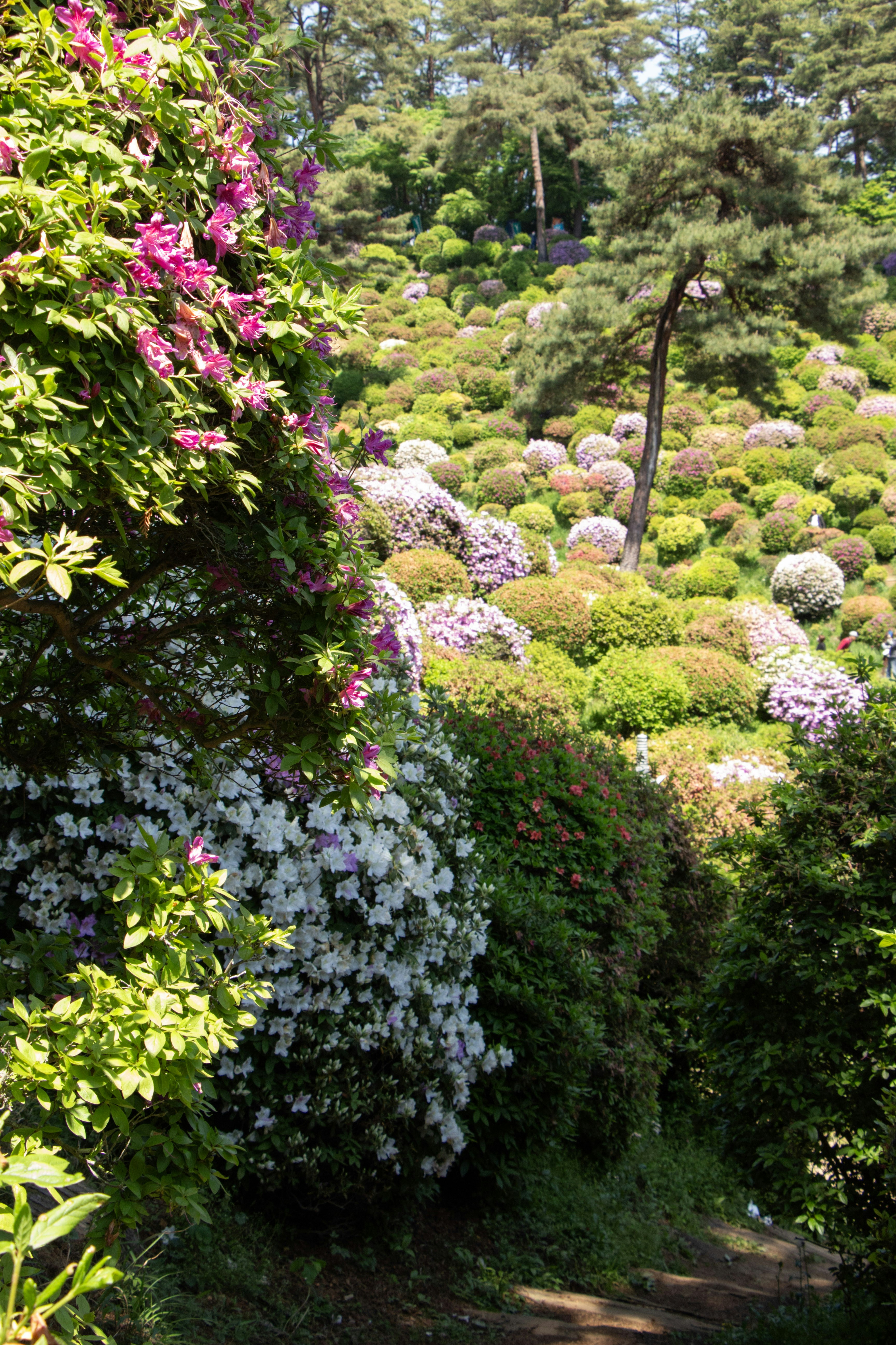 Sunlit azalea corridor fading into a mossy hillside gallery