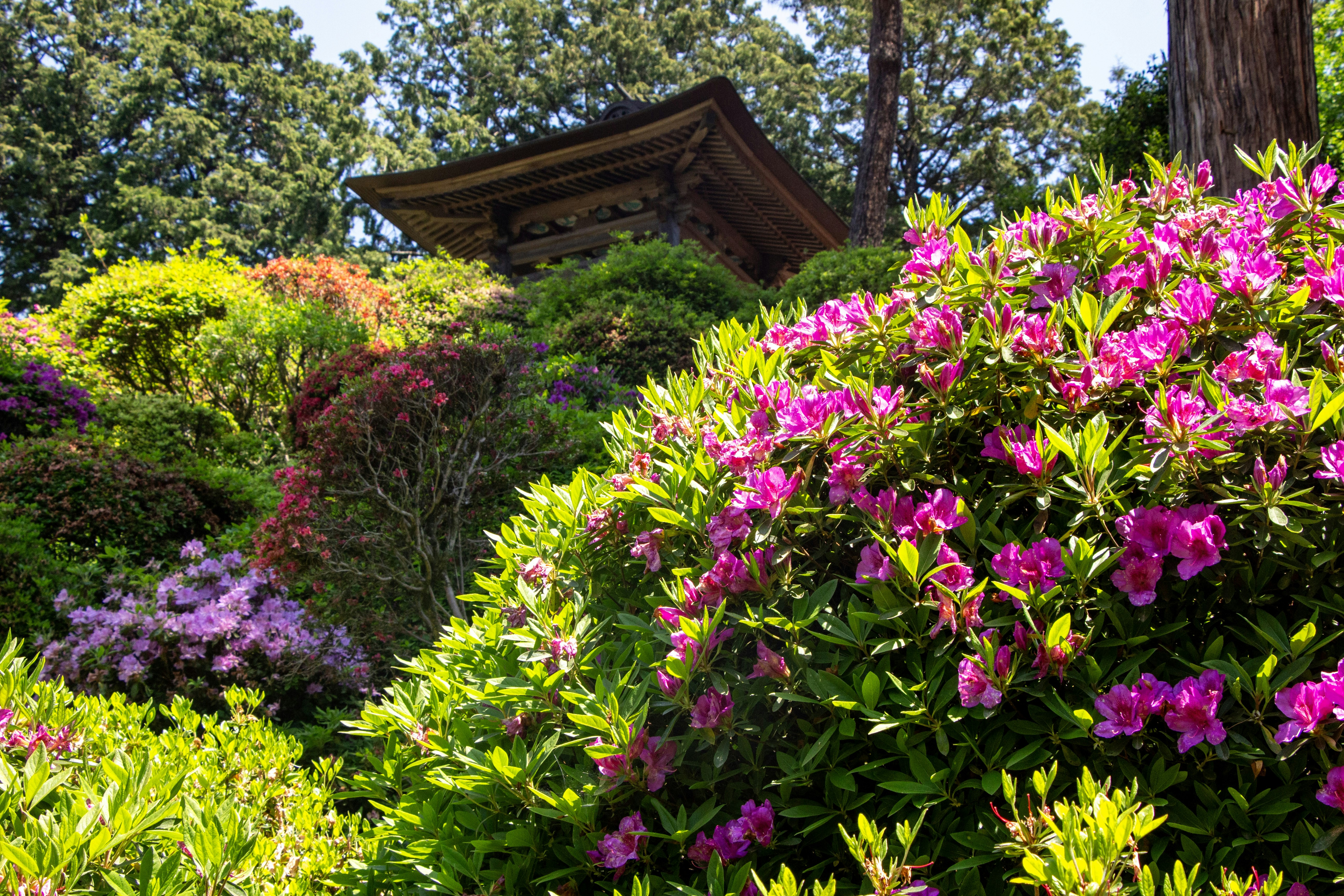 Vibrant Akiba Garden Howl: Floral Terrace with a Wooden Pavilion