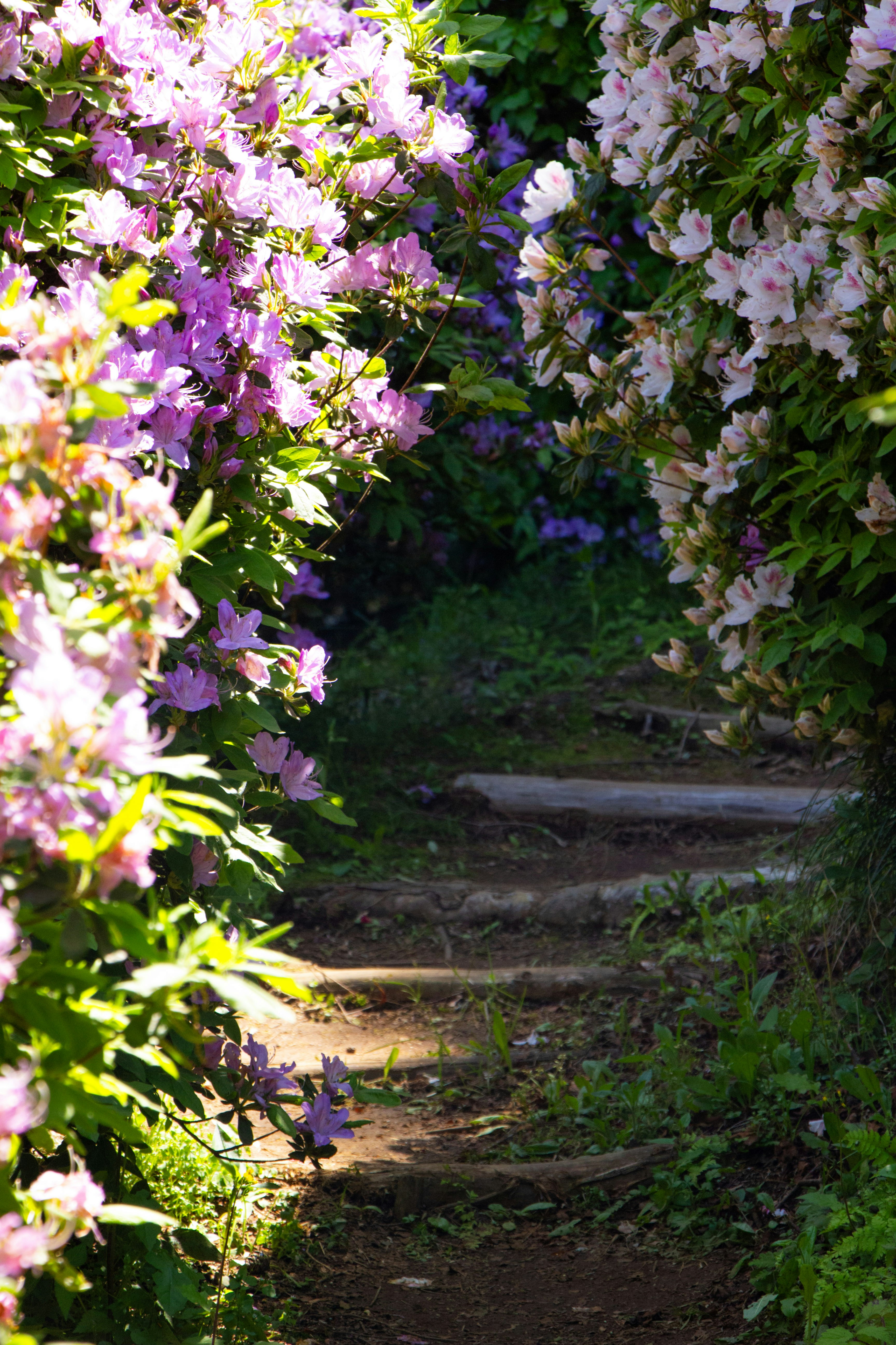 A Quiet Gate through Blooming Azaleas