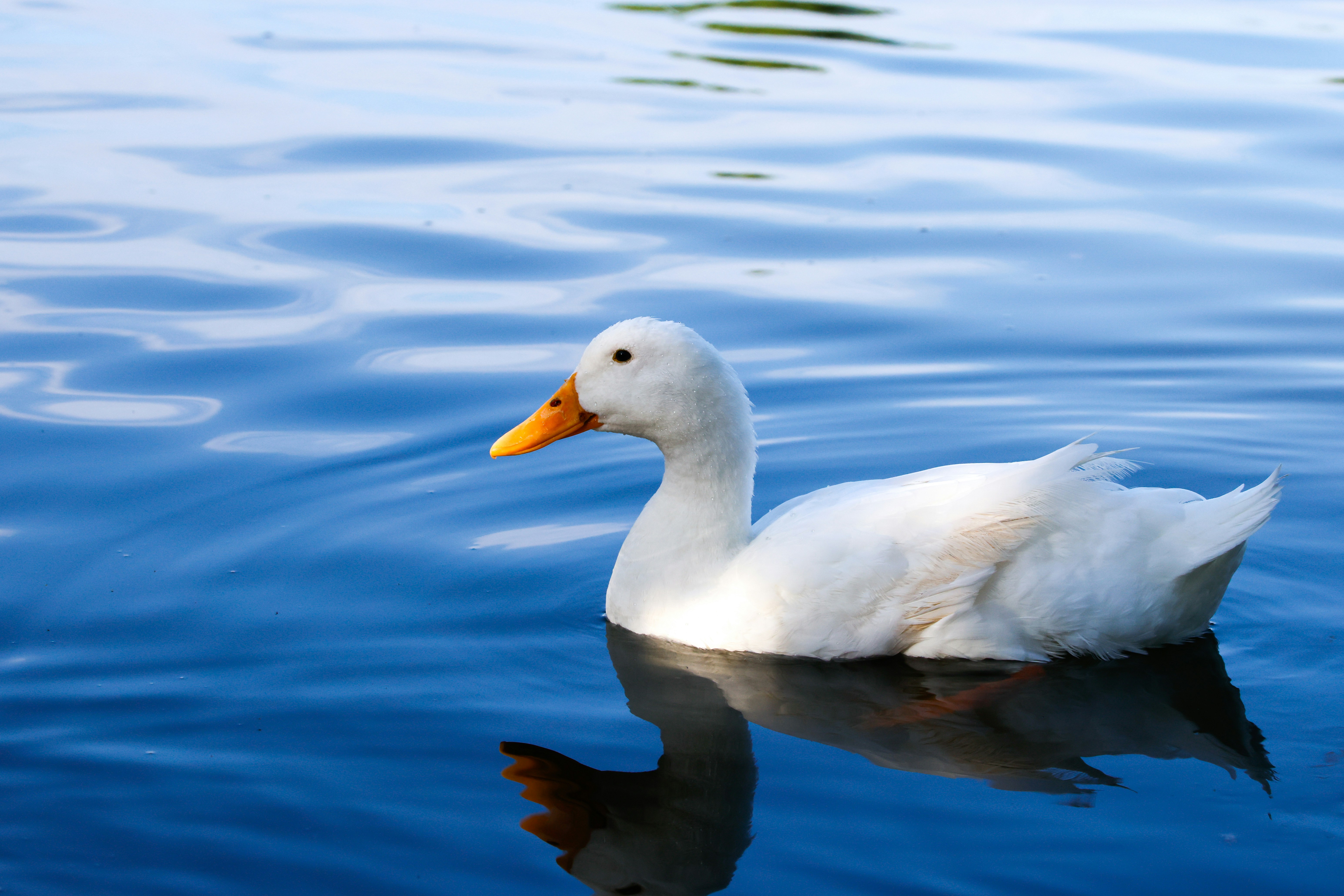 Gliding White: A Duck on Quiet Blue Waters