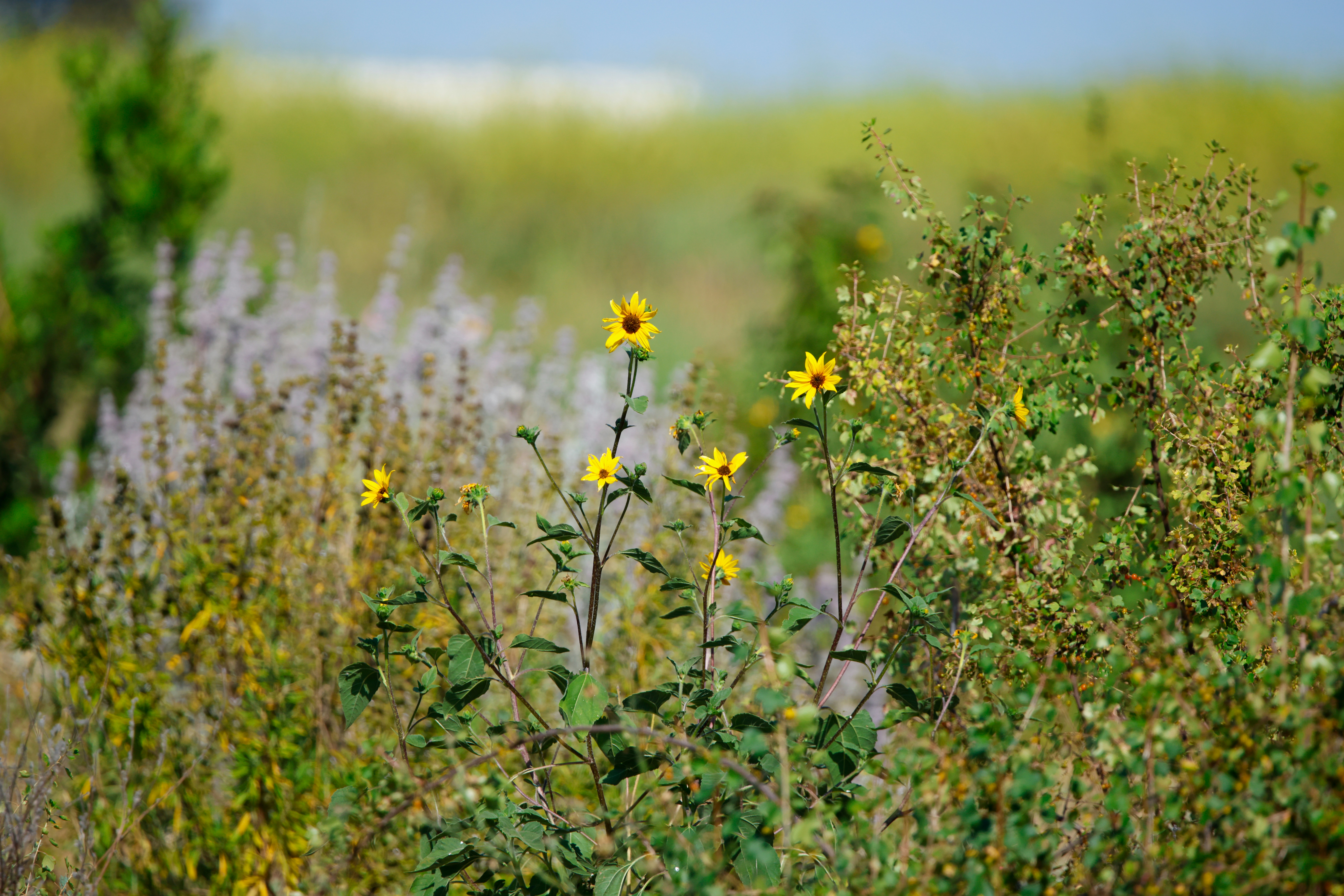 Sunlit Yellow Suns: A Delicate Stand of Wildflowers in Bloom