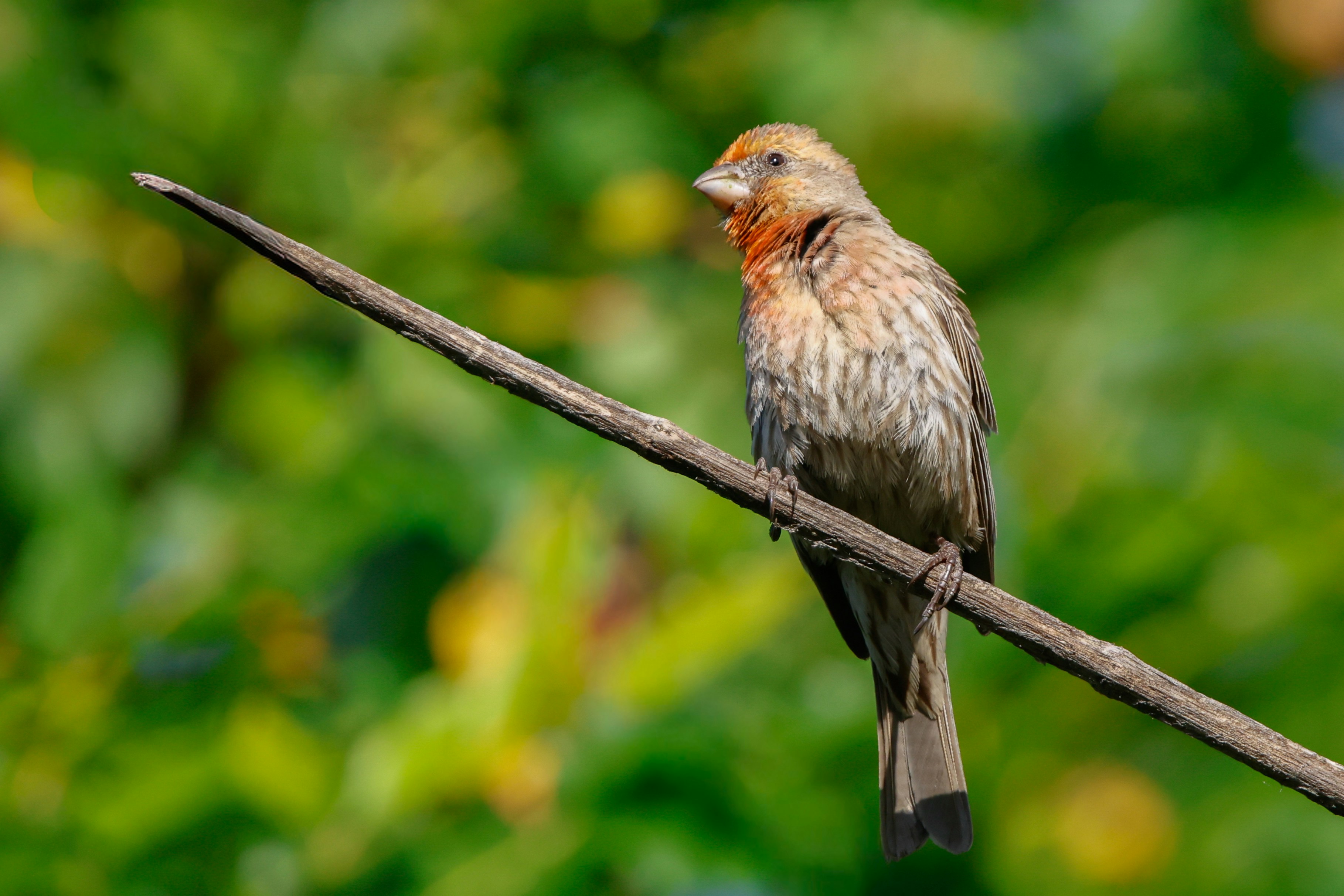 Perched on a Weathered Sliver: A Sparrow's Gaze