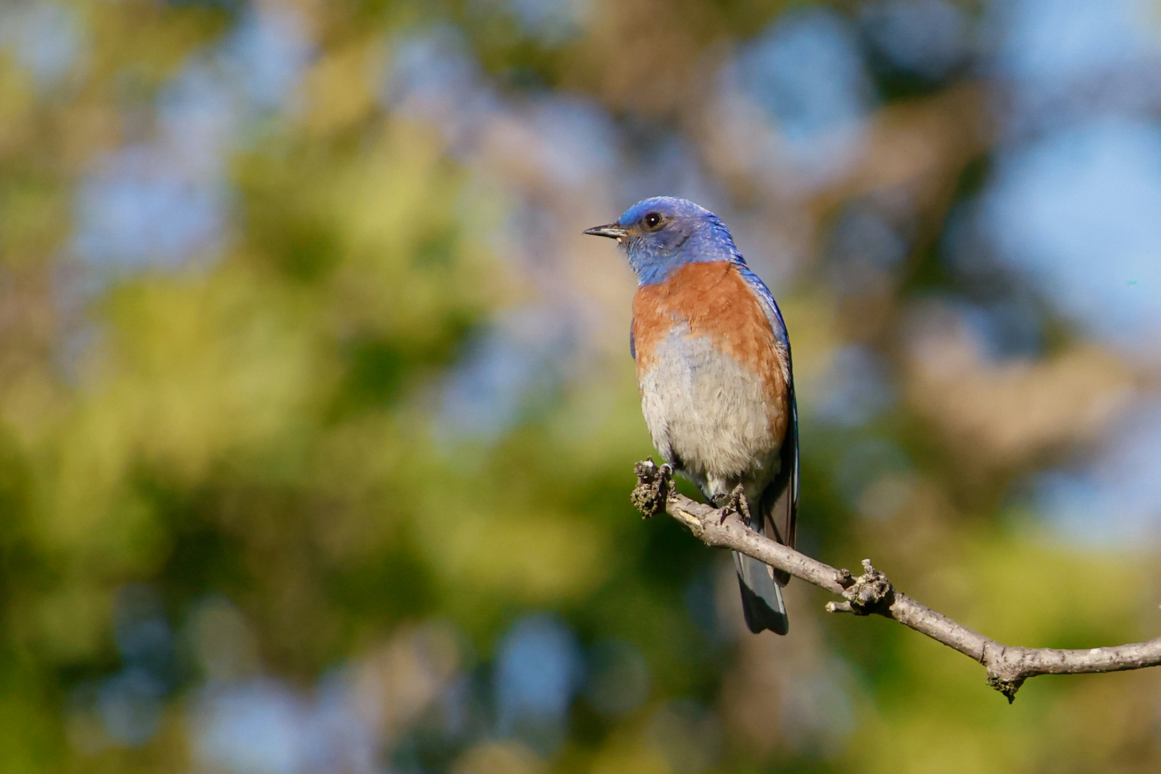 Azure Robin on a Quiet Branch