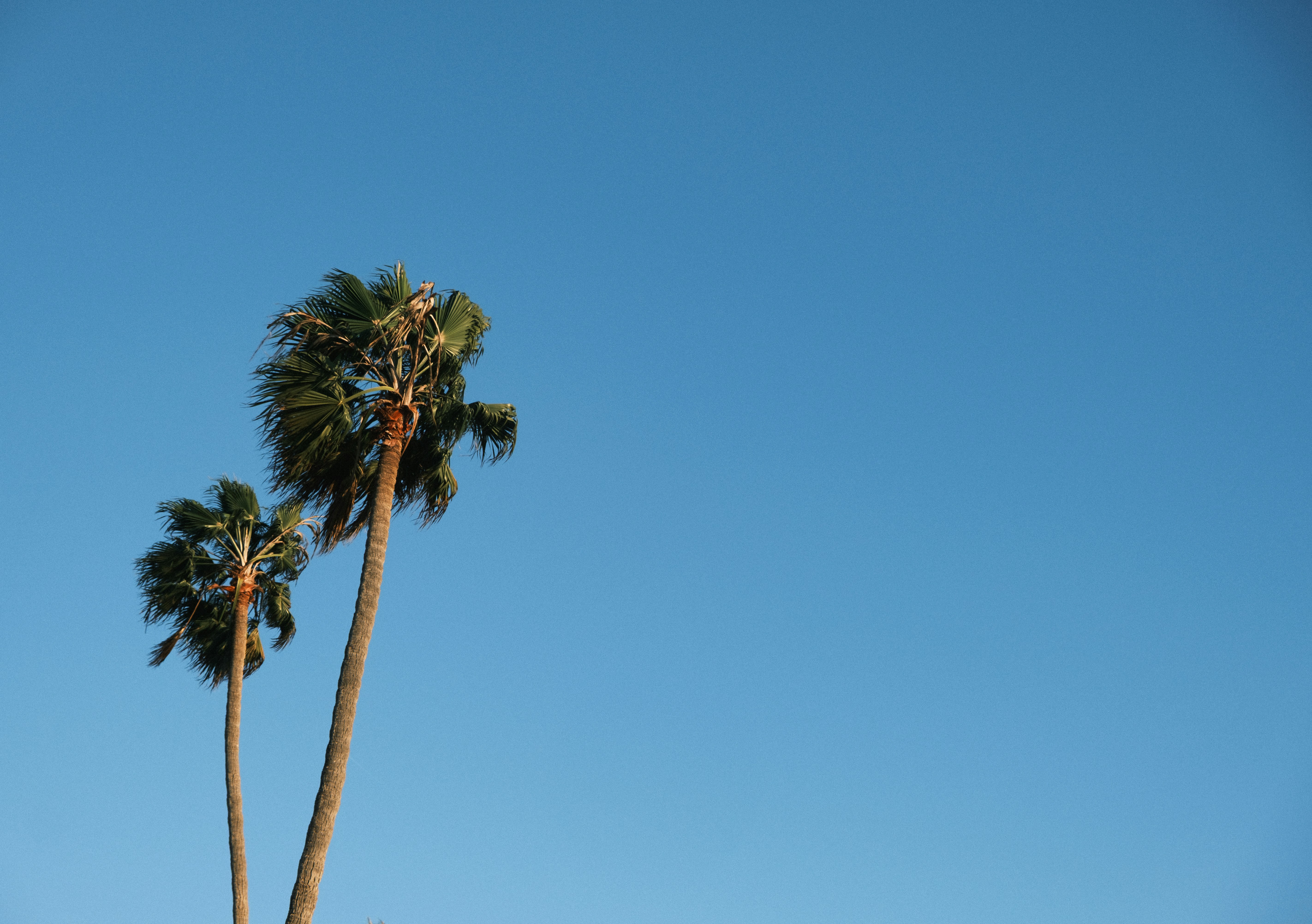 Tall Palms Against an Open Sky
