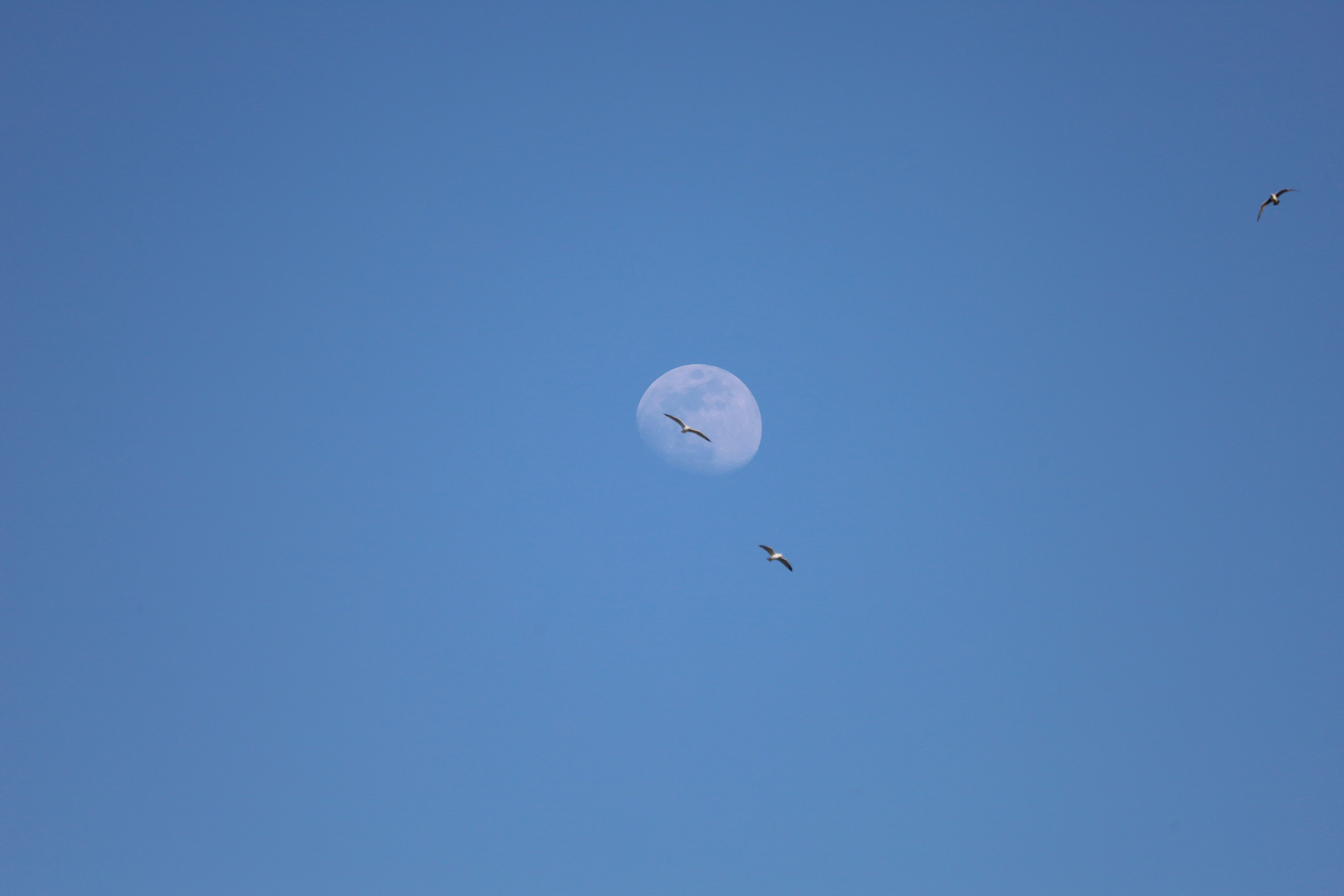 Moonlit Blue: A Quiet Sky with Three Winged Figures