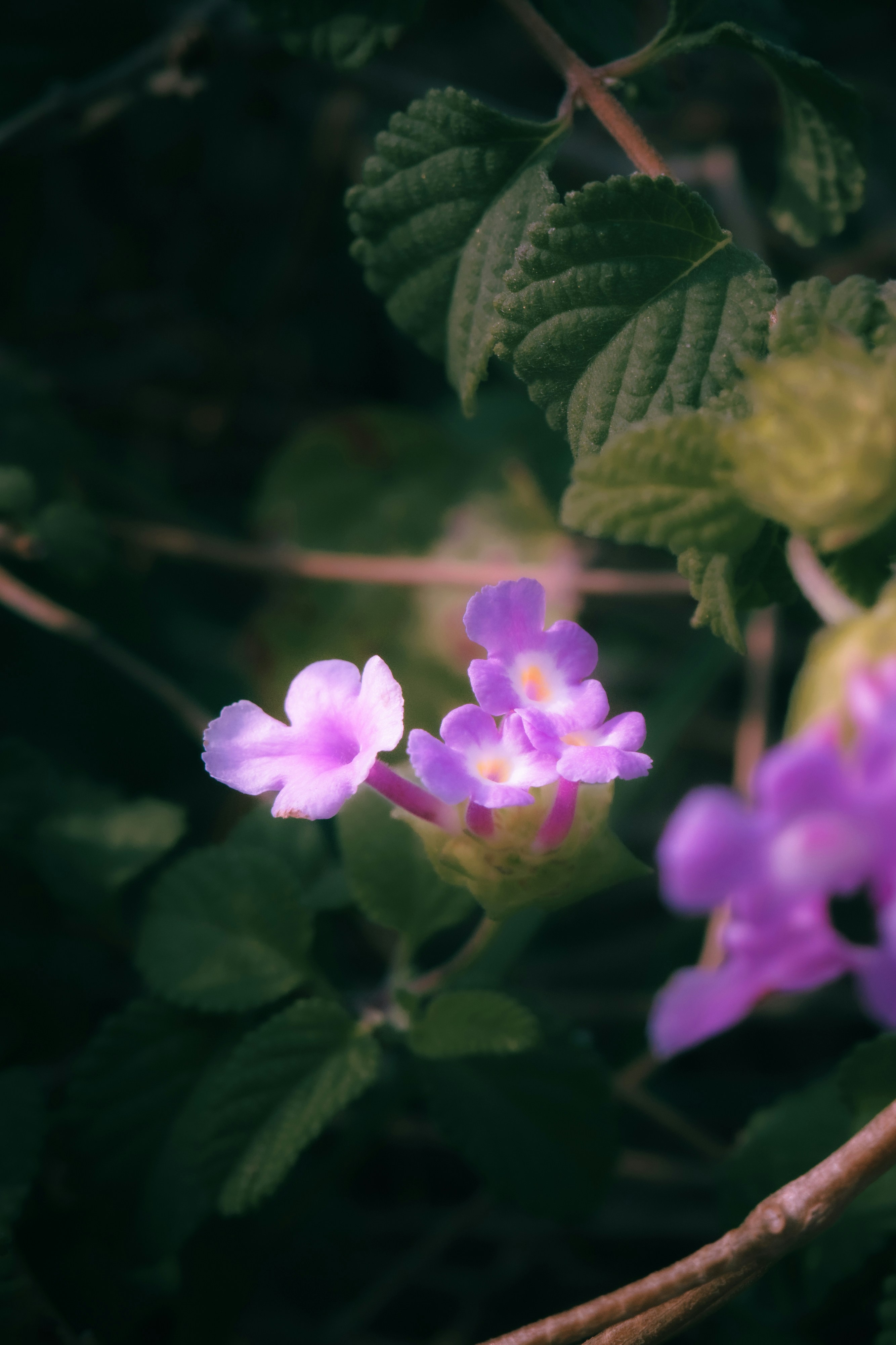 Crimson Whisper: Violet Blooms Framing a Quiet Leafy Nook