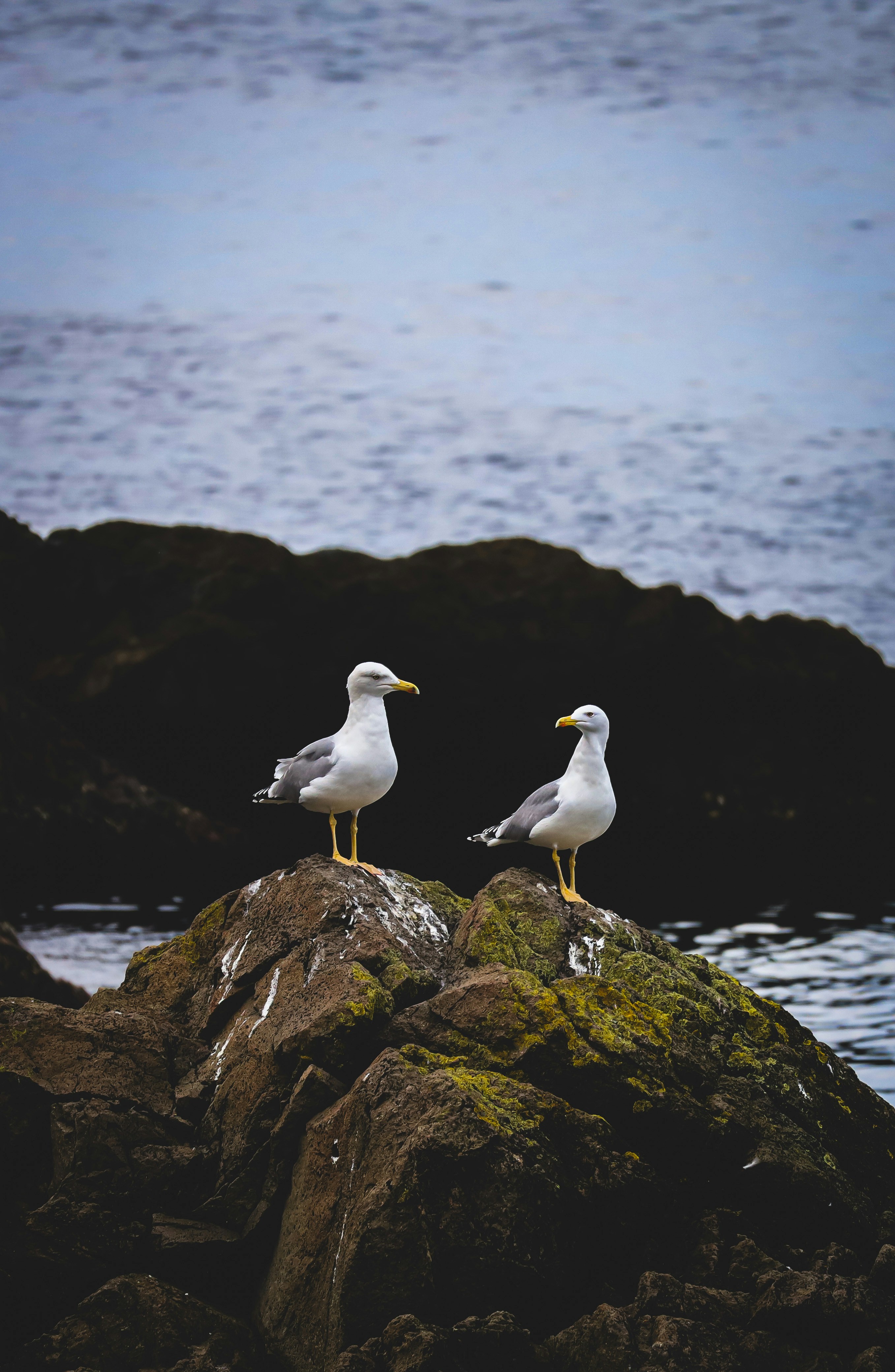 Two Seabirds Stand Guard on Mossy Rocks at Dusk