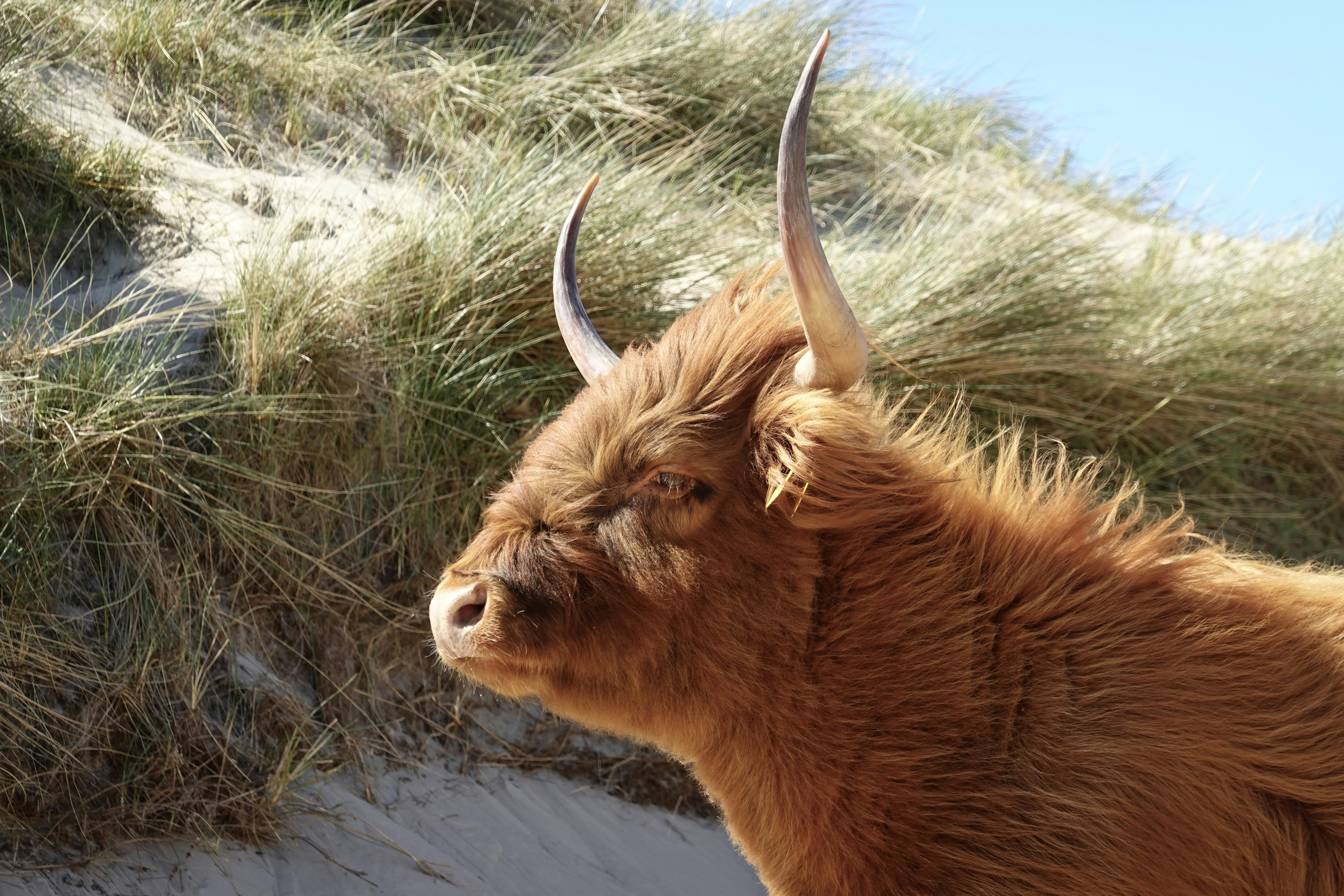 Rust and Sand: A Highland Stub in the Coastal Dunes