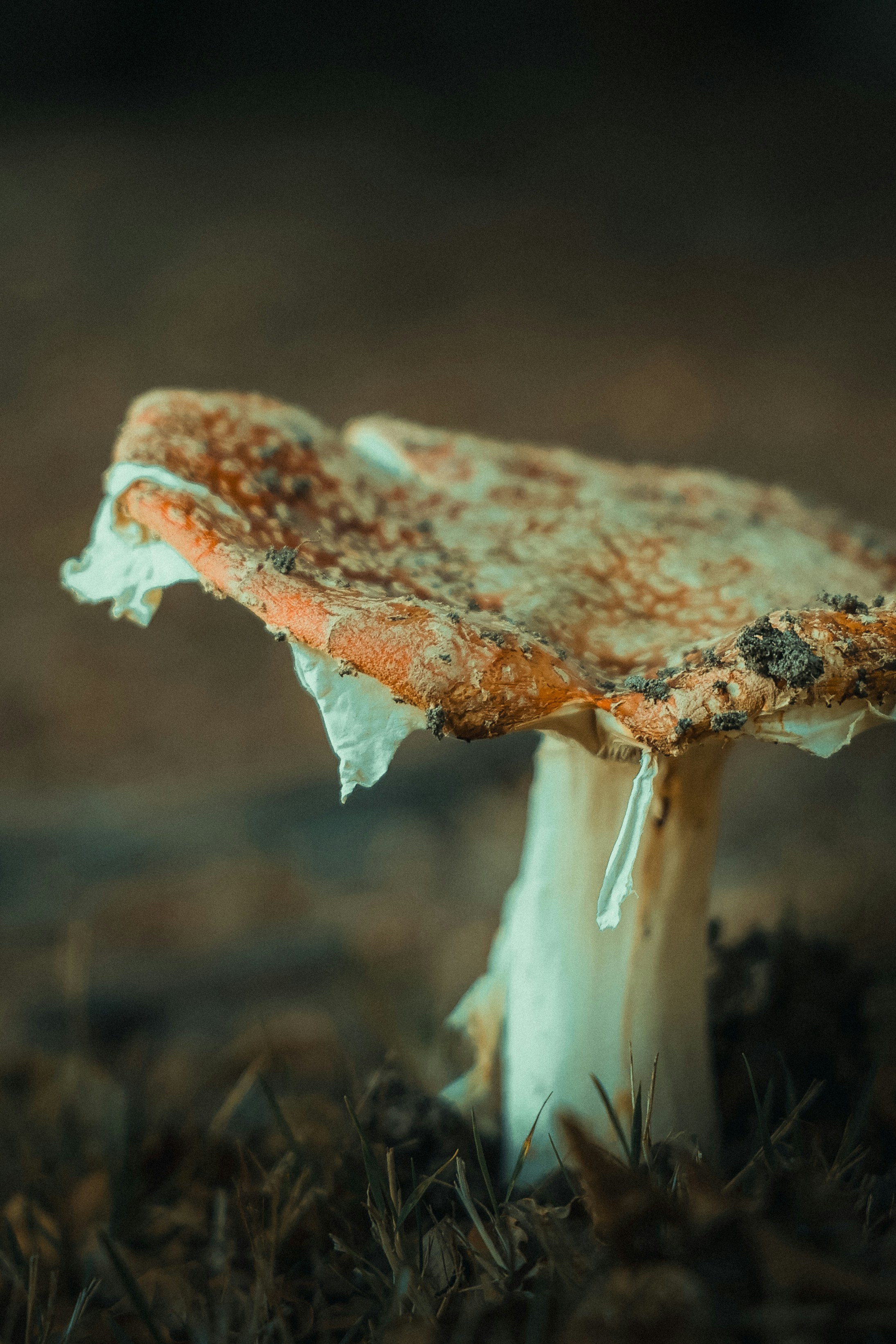 Mushroom Sentinel: A Weathered Cap in Focus