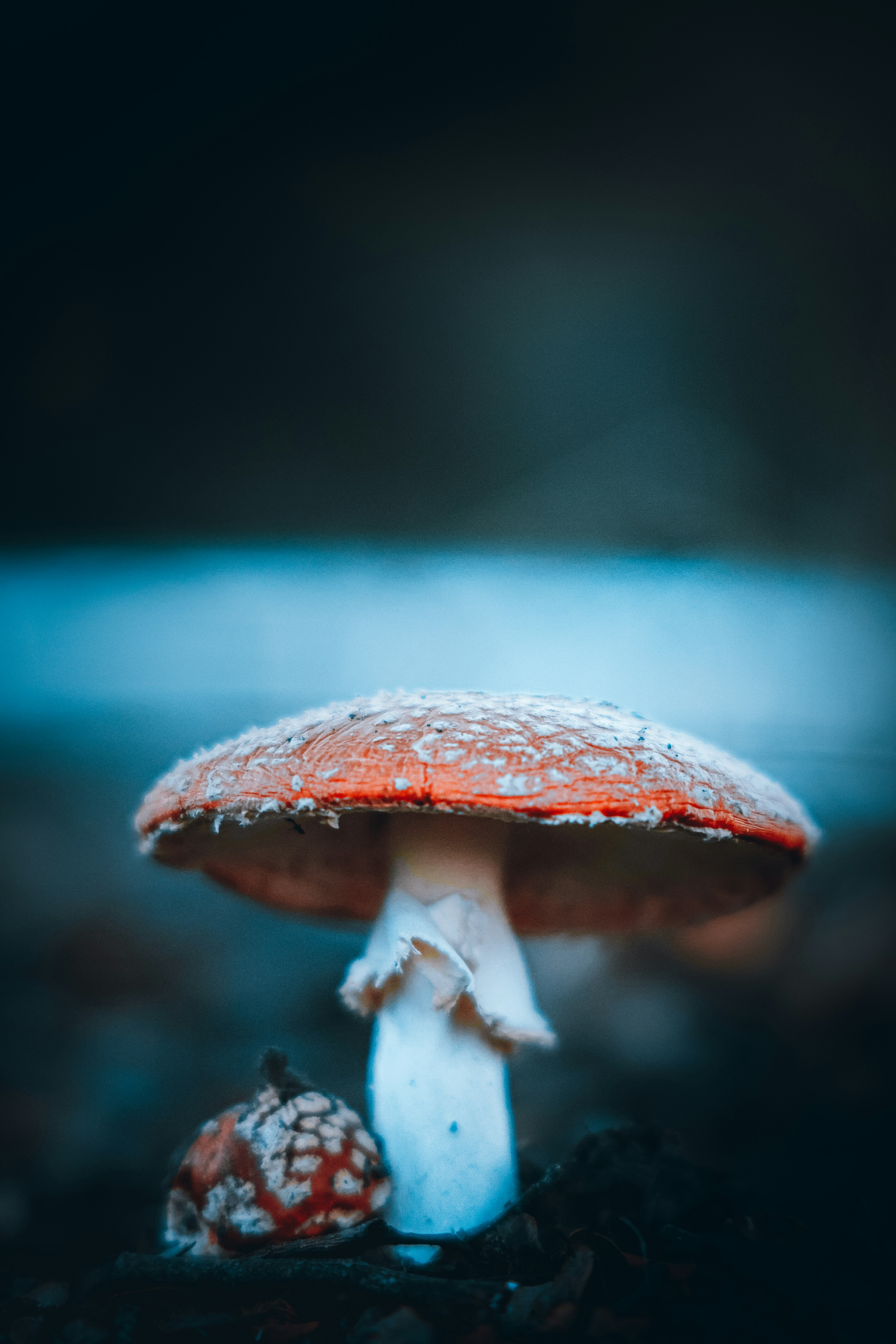Red-capped Mushroom Sentinel in Low Light