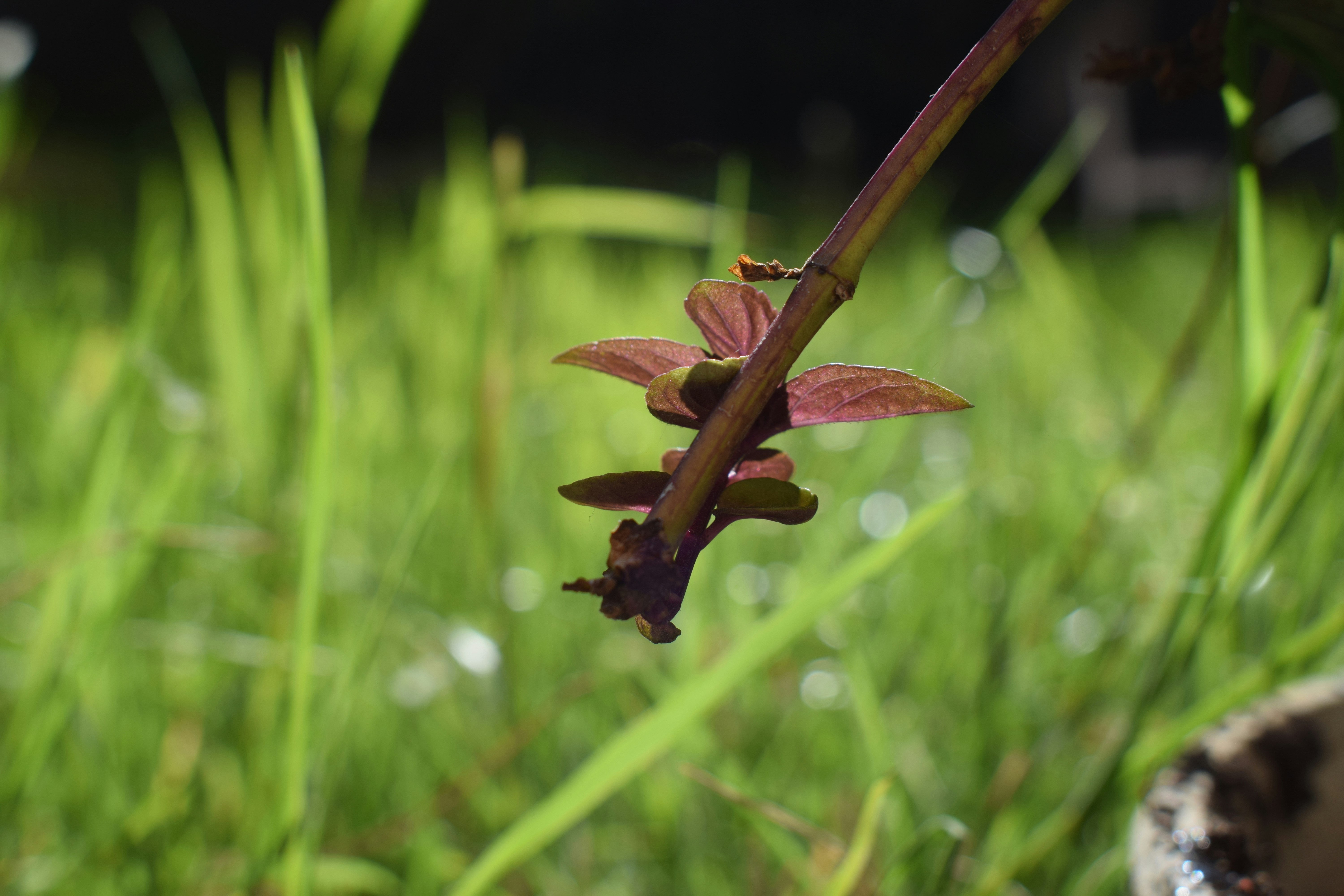 Close-up of a slender plant stem with reddish leaves against sunlit green blades