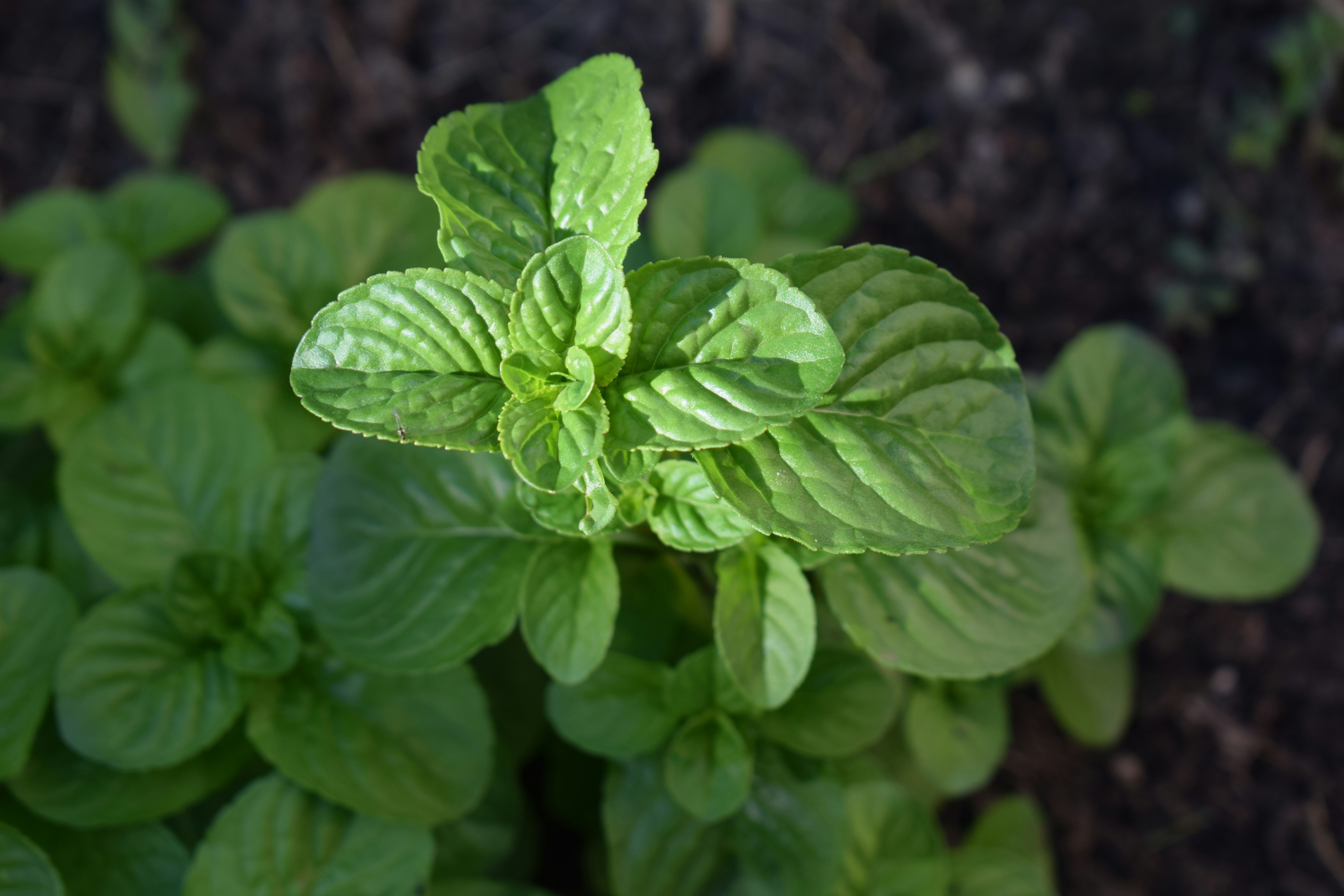 Emerald Sprout: Central Mint Leaves Reach for Light