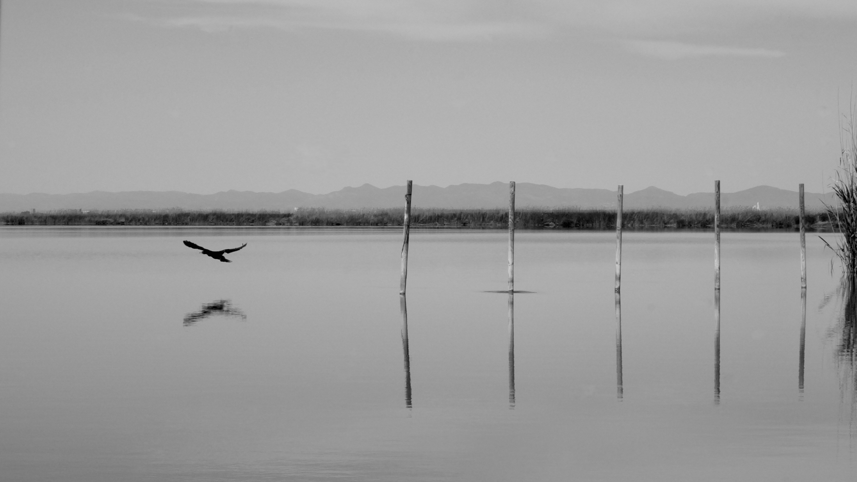 Horizon Drift: Quiet Birds Above Calm Salt Flats