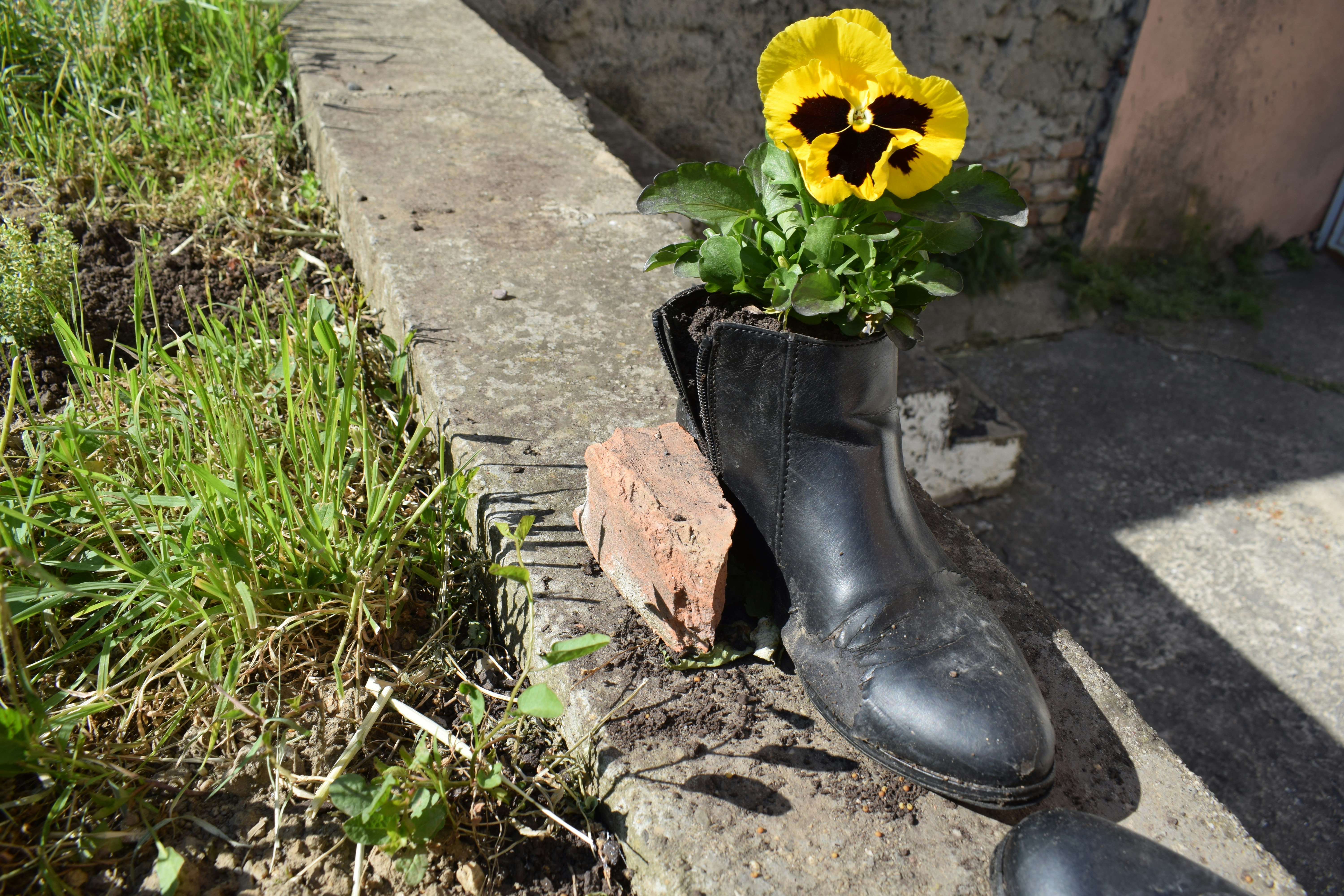 A Bright Pansy in a Workboot Garden