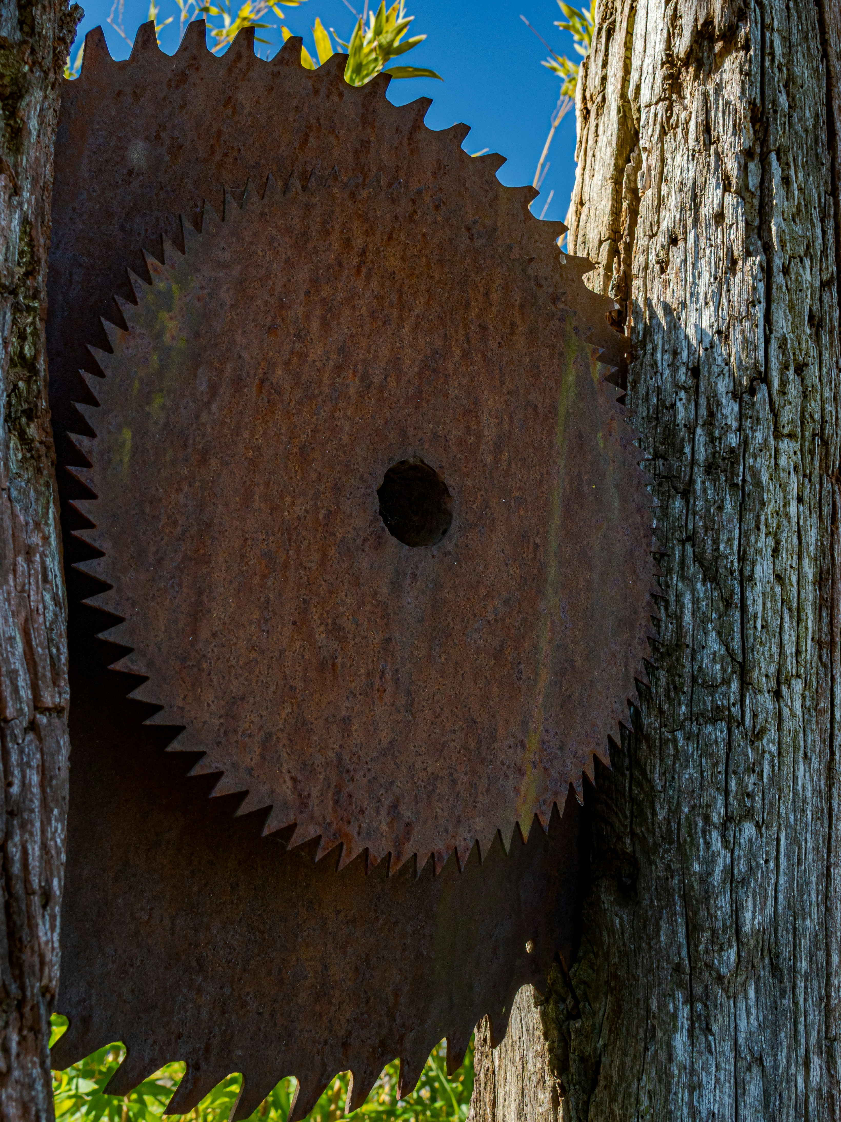Rusted Circular Saw Among Weathered Logs