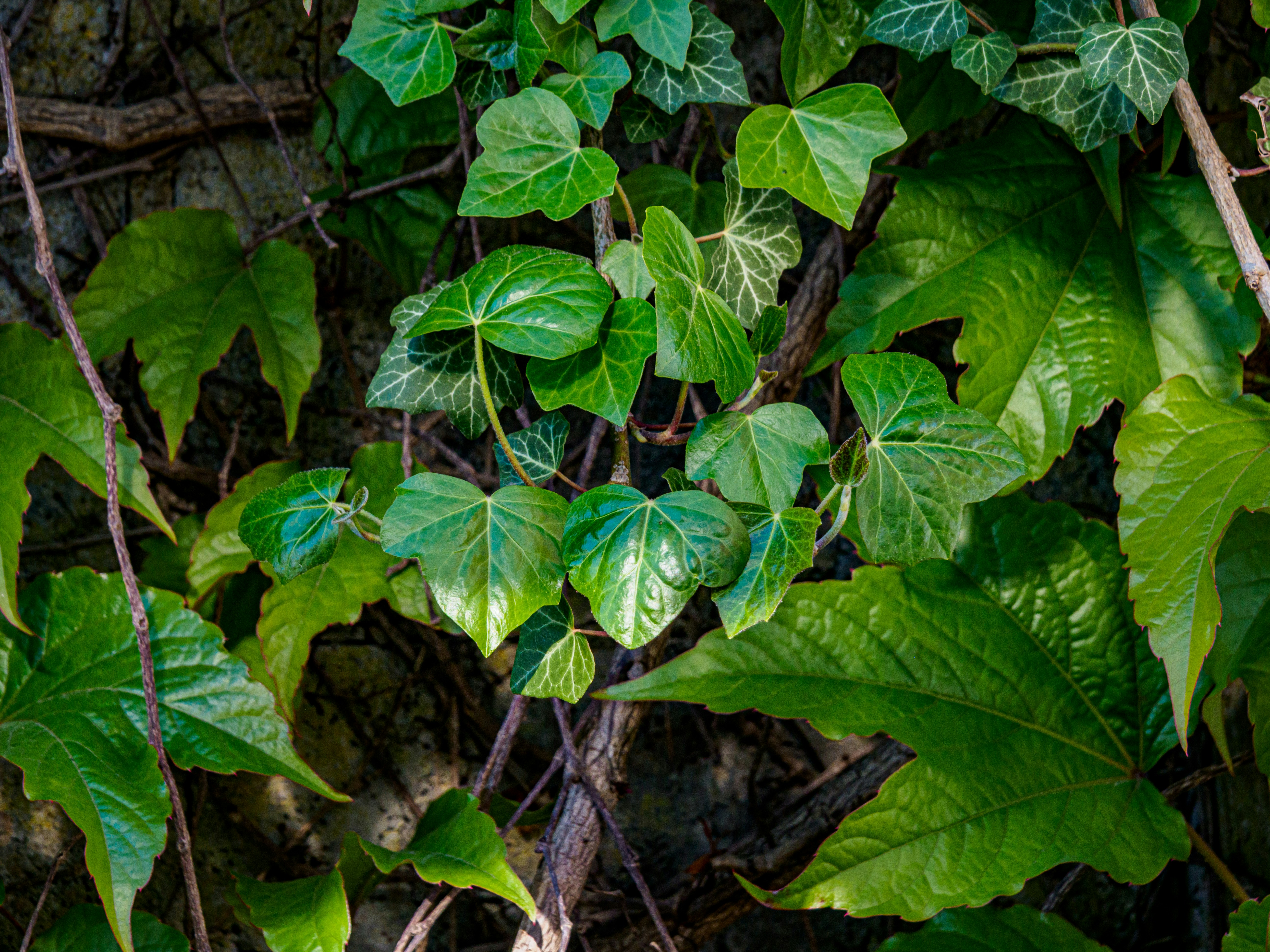 Vine-Creened Focus: Close-Up of Leafy Carved Veins