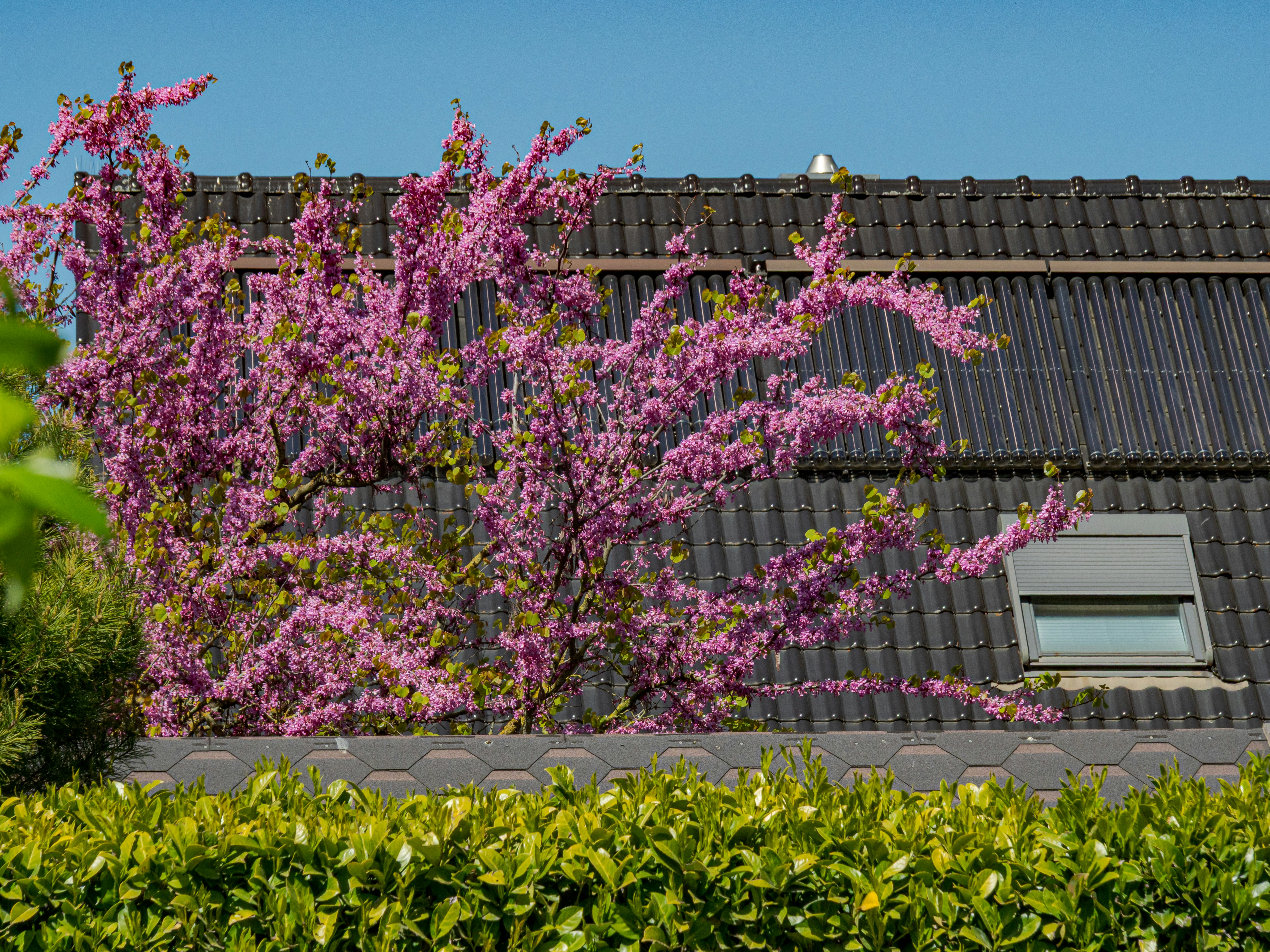Spring Bloom Over a Rooftop Corridor