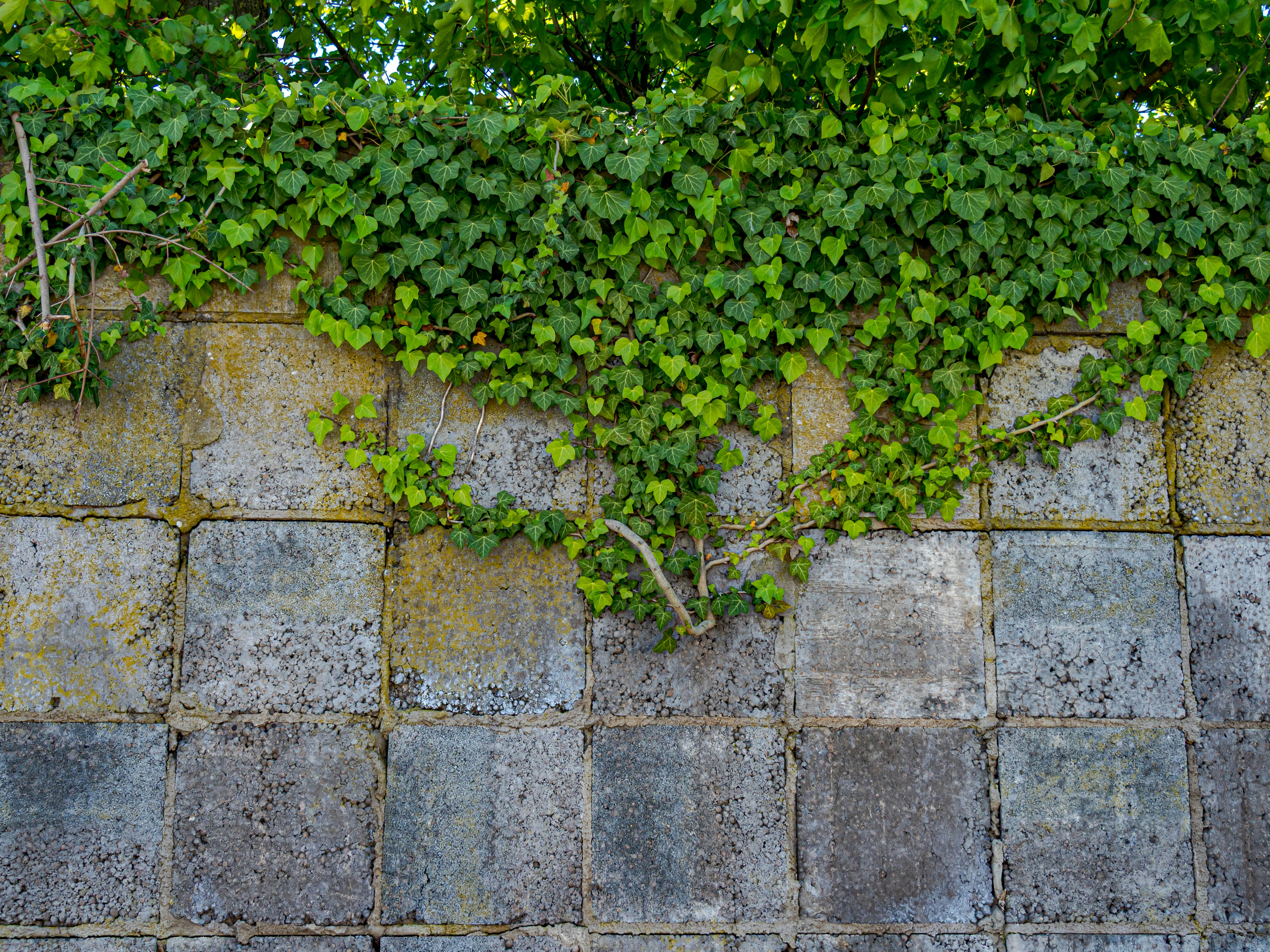 Ivy Crowned Masonry: Green Veil over Weathered Blocks