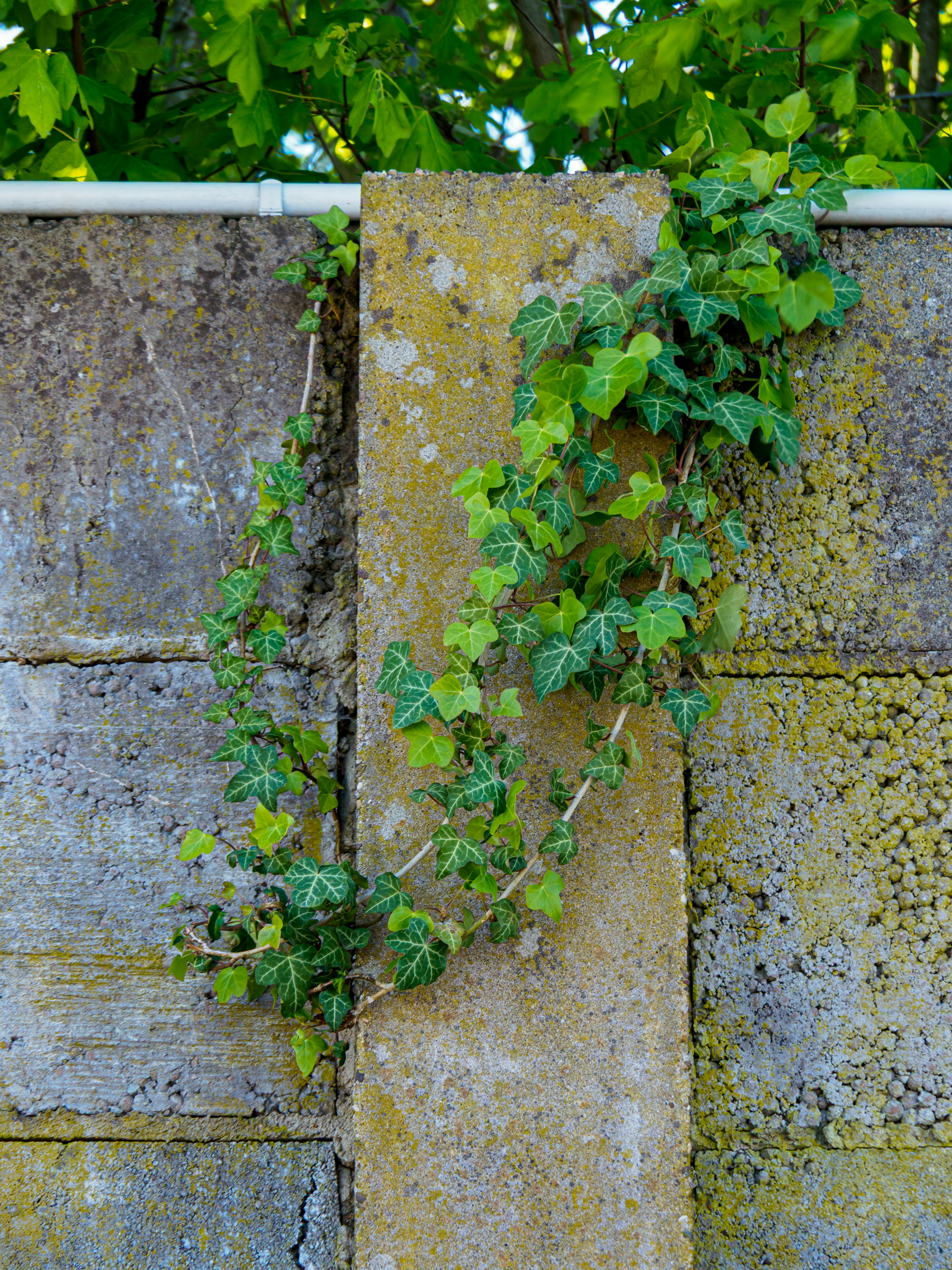 Ivy Climber on Weathered Concrete: A Quiet Green Accent