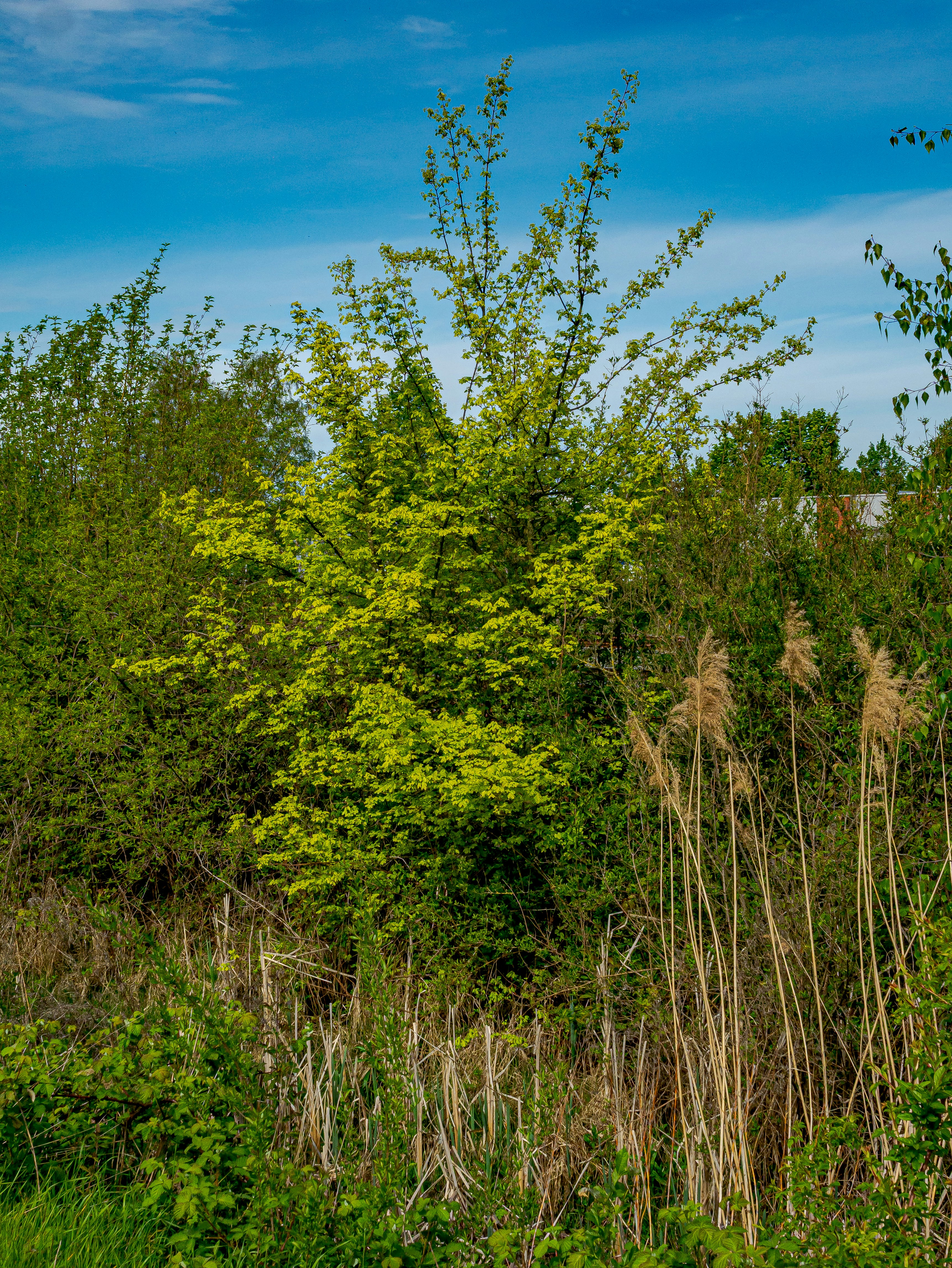 Ash sapling bathed in bright daylight stands amid dense undergrowth and tall grasses; clear blue sky forms the backdrop and hints of a distant structure appear on the horizon.