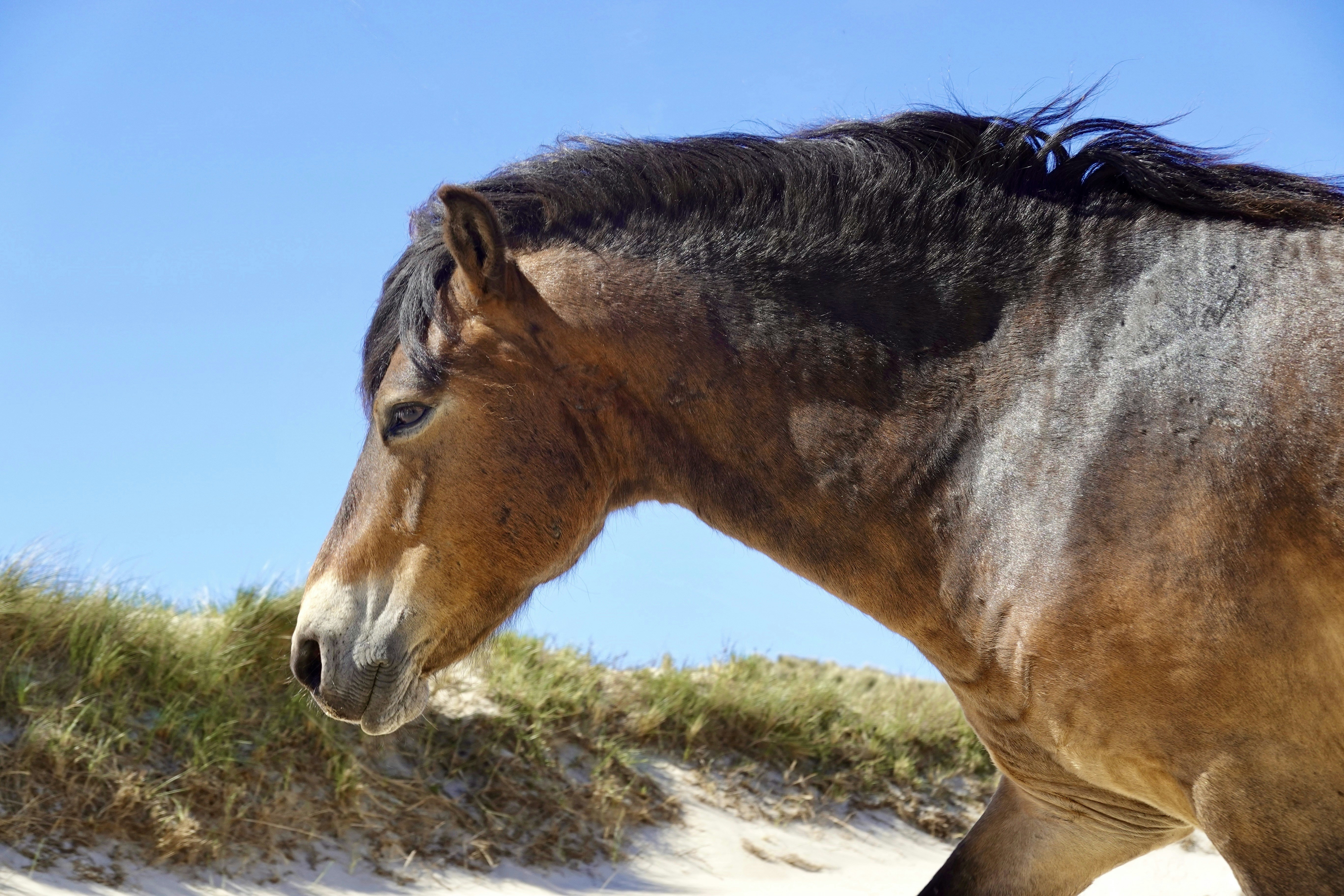Burro of the Beach: A Close-Up on a Sea-Swept Steed