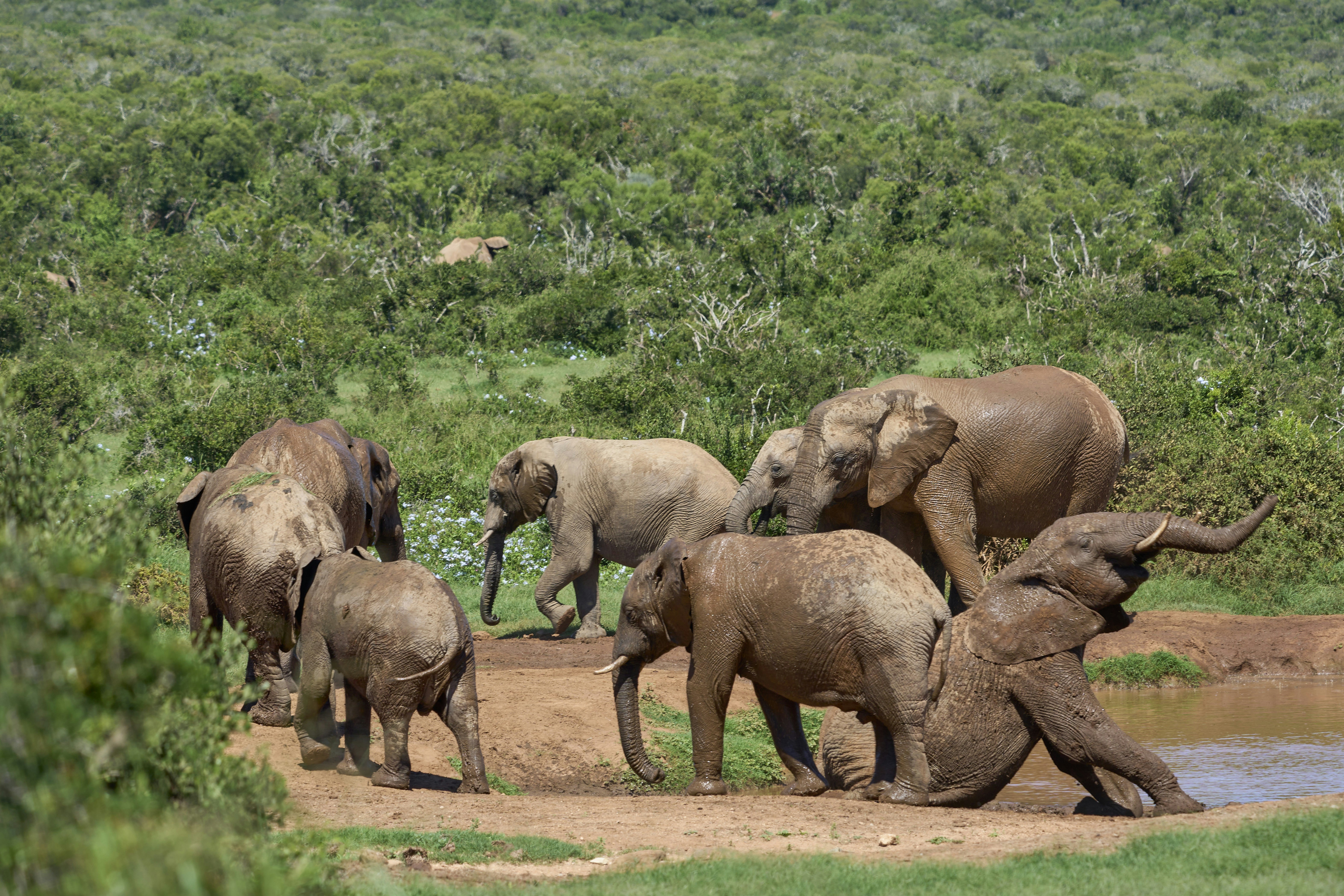 Herd of Elephants at the Riverside March
