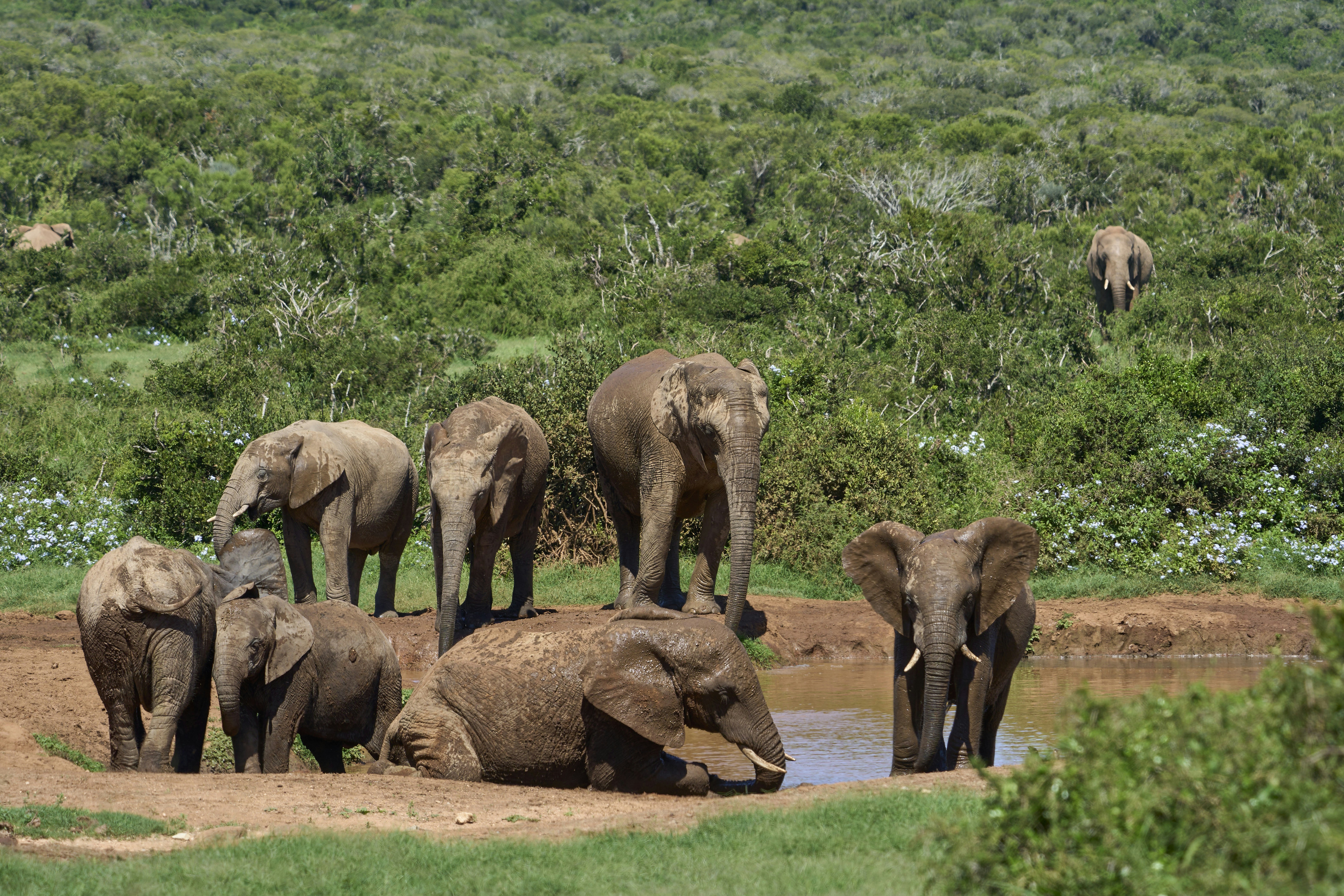 Elephant Herd at Watering Hole in Savanna Morning Light