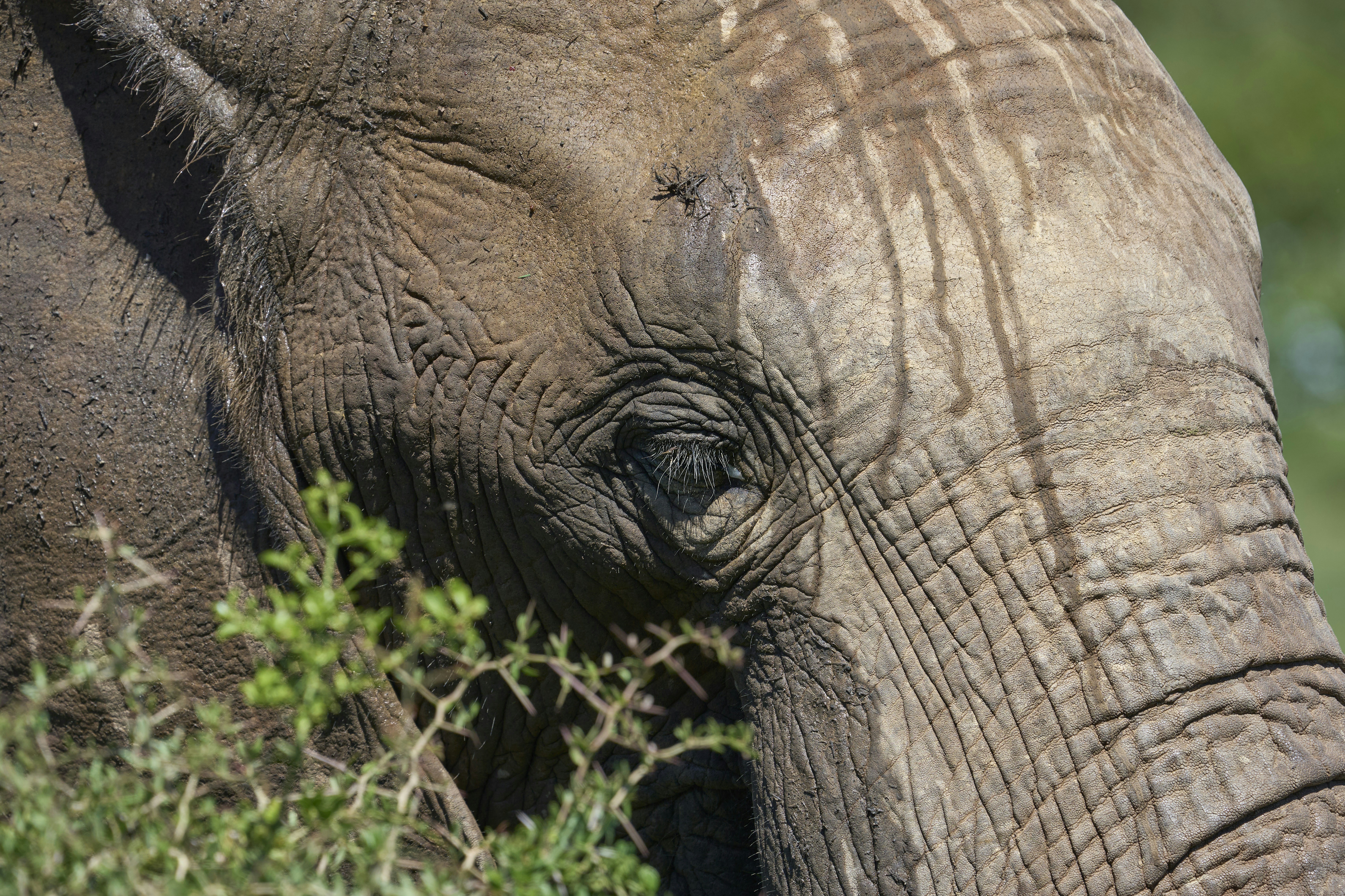 Close-Up of Elephant Eye: Weathered Skin and Gentle Gaze