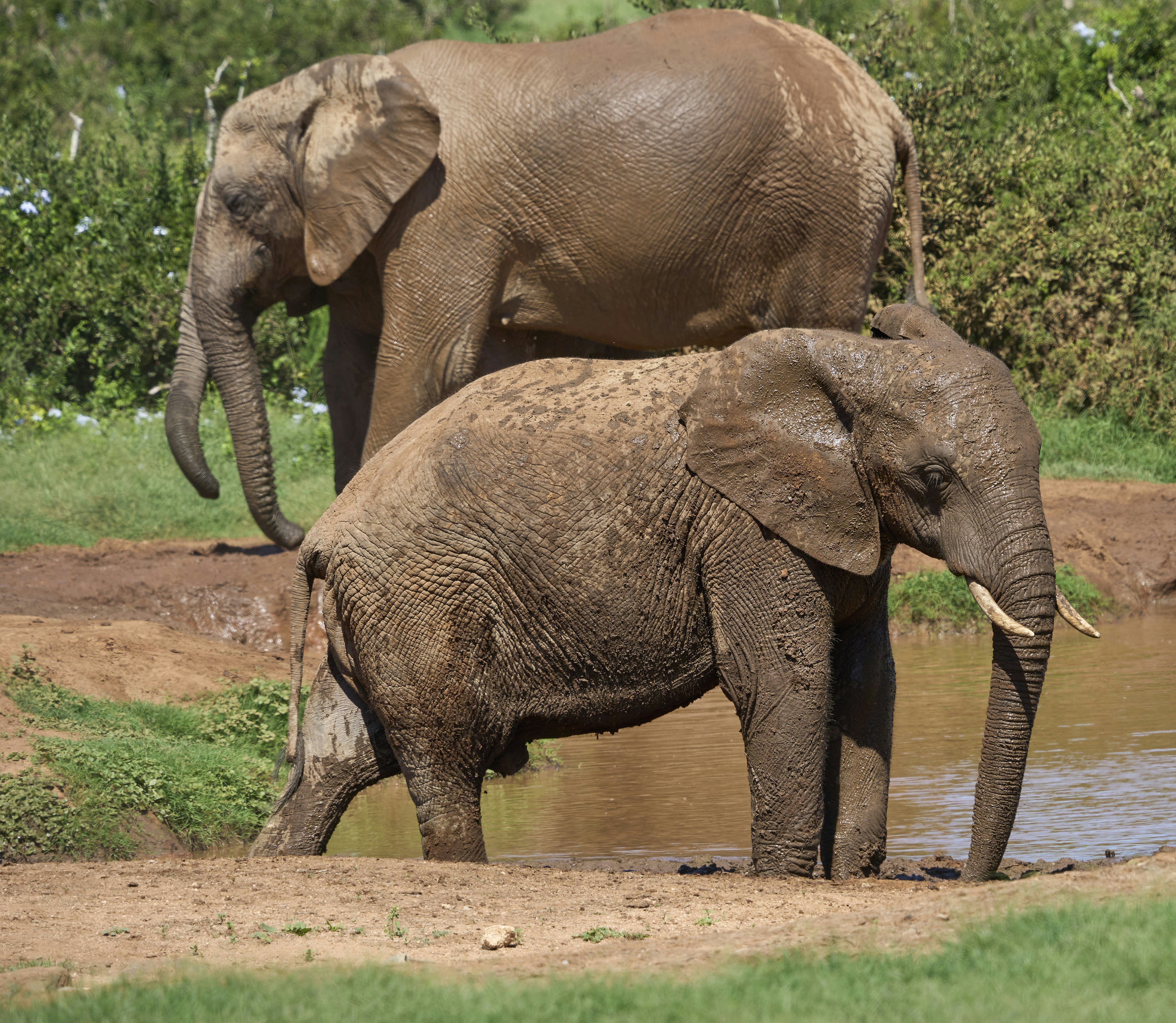 Elephant Matriarch and Calf Crossing a Muddy Waterhole